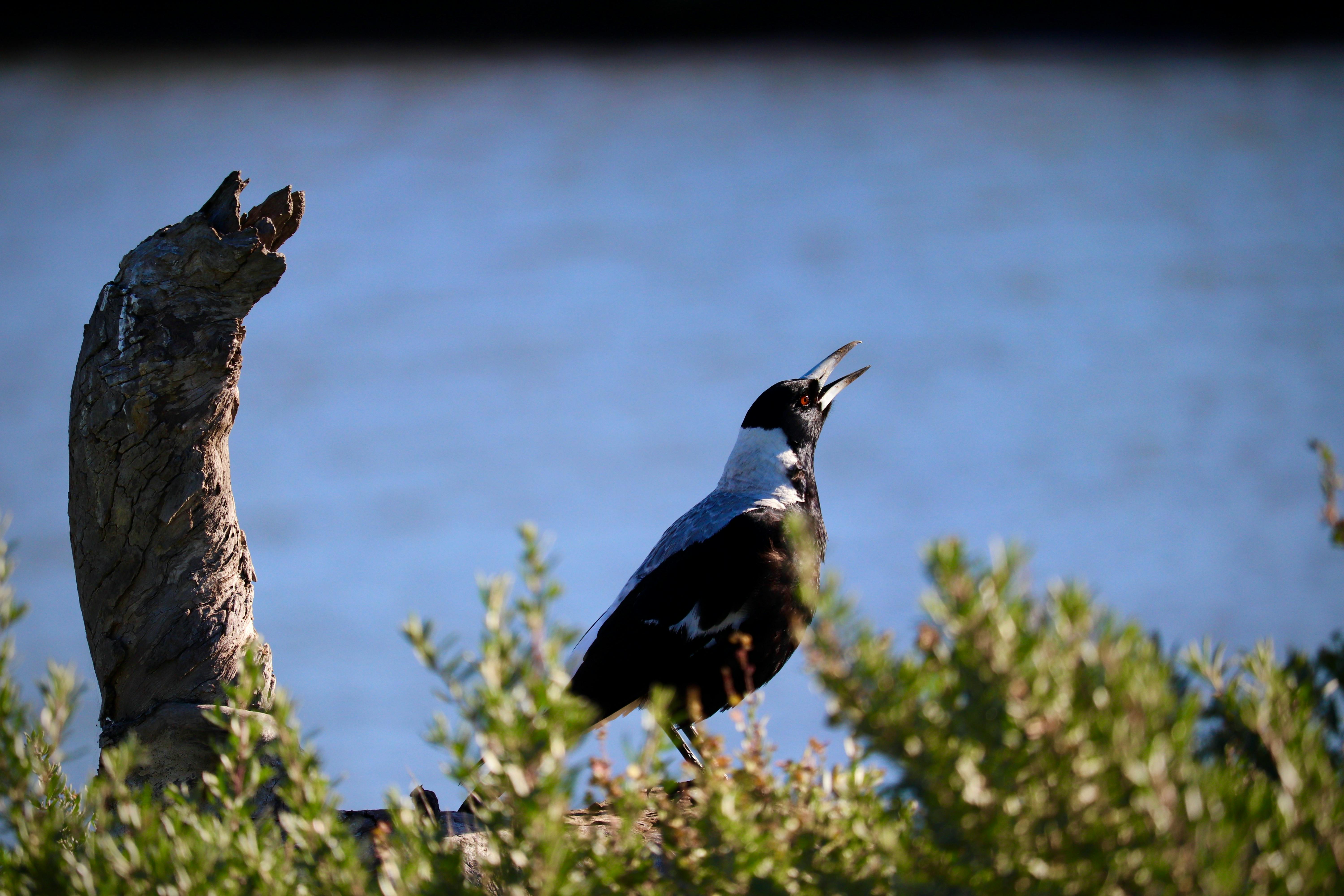 Australian Magpie Singing on Tree Branch · Free Stock Photo