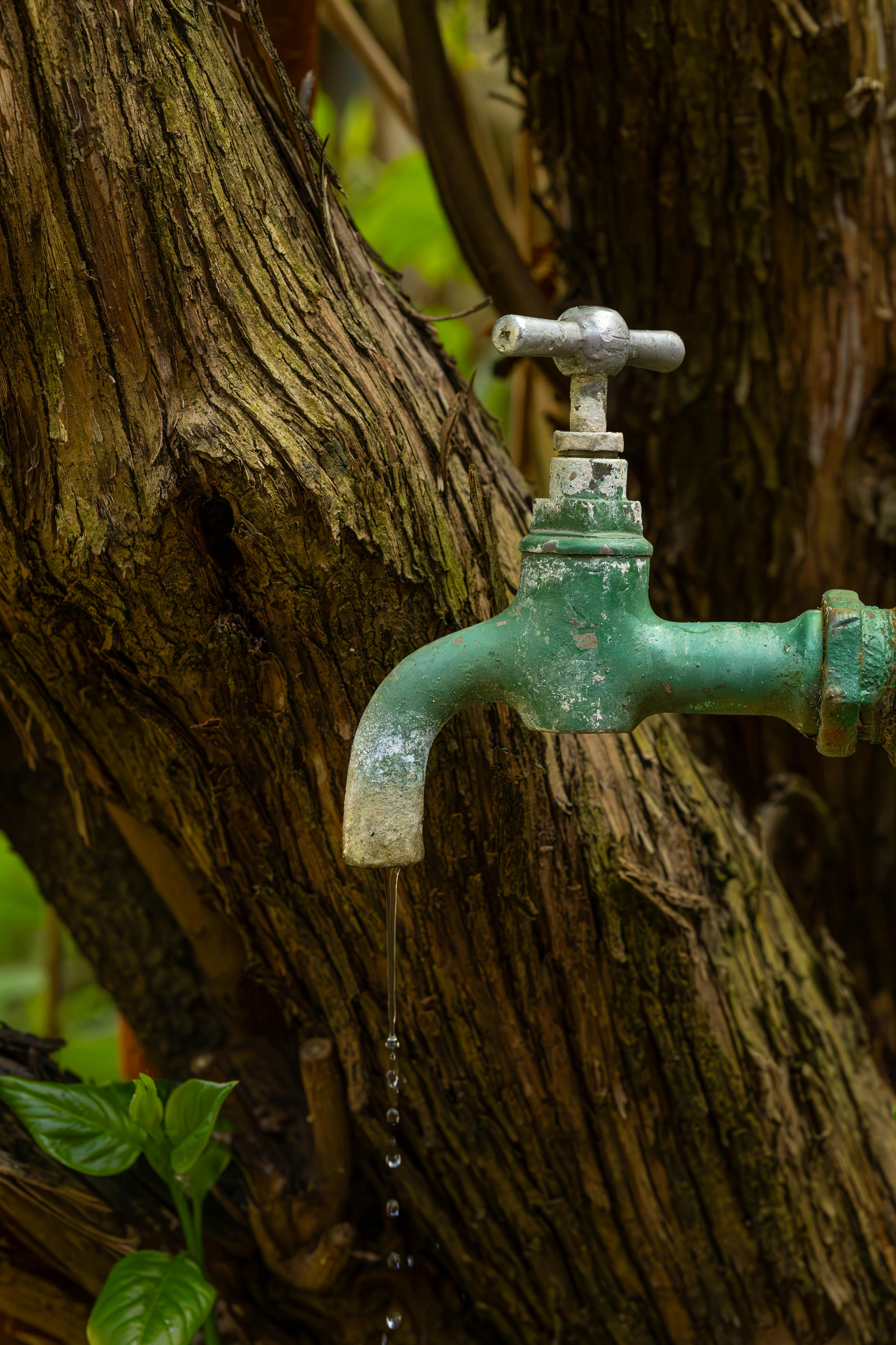 Rusty Outdoor Water Tap Dripping by a Tree · Free Stock Photo