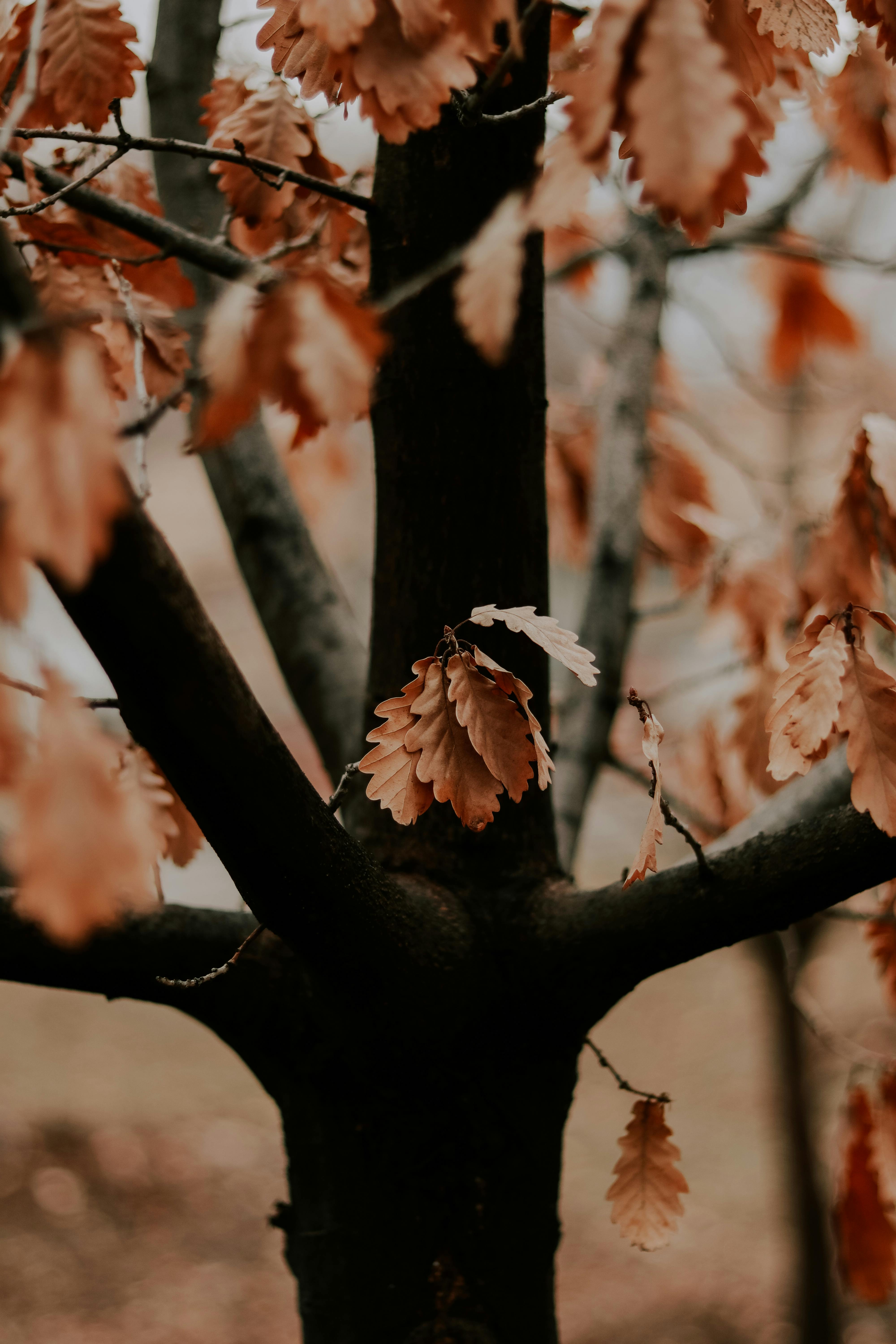 Falling+Slowly Photos, Download The BEST Free Falling+Slowly Stock ...