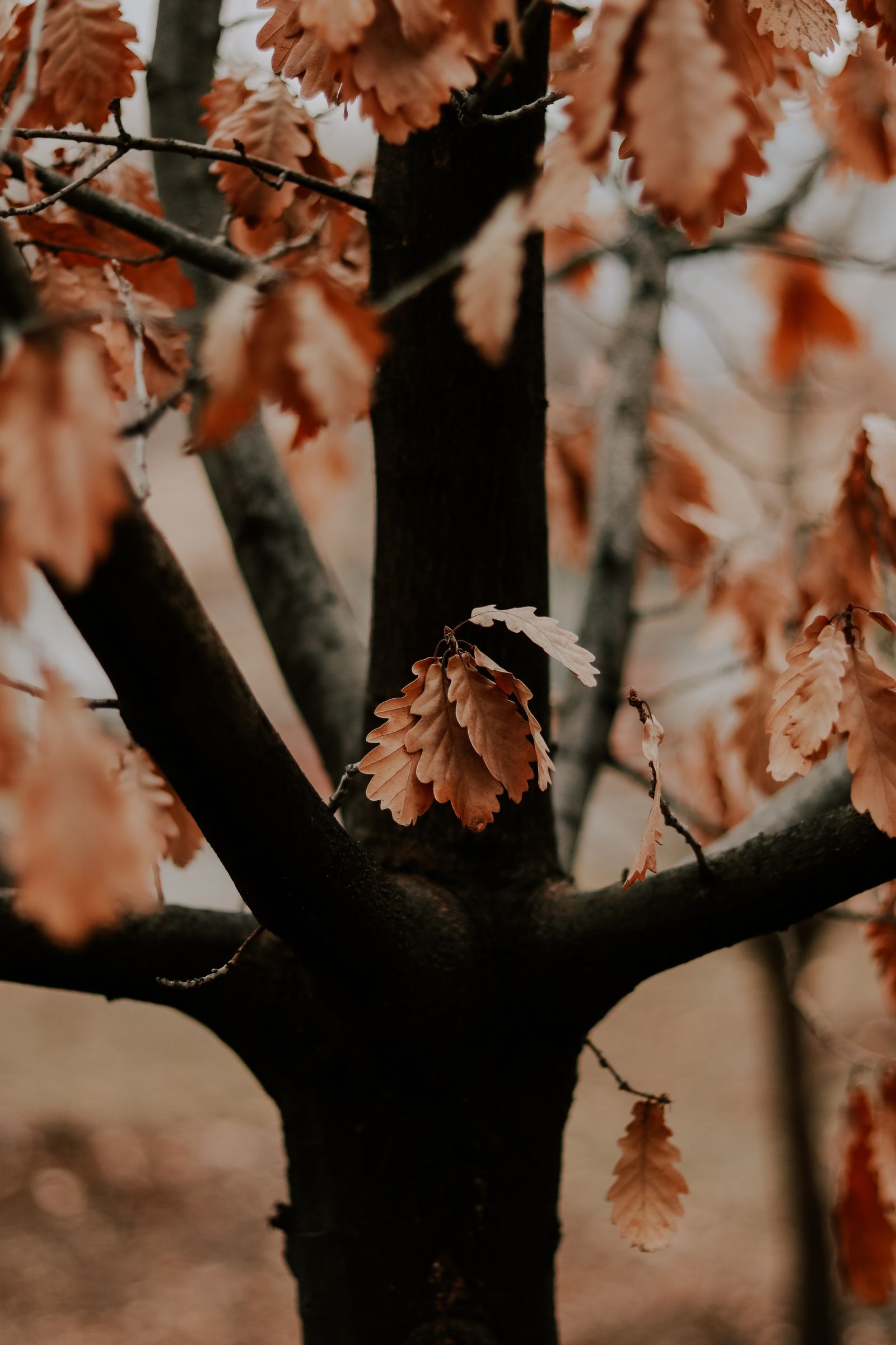 Kalpavriksha Tree Photos, Download The BEST Free Kalpavriksha Tree ...