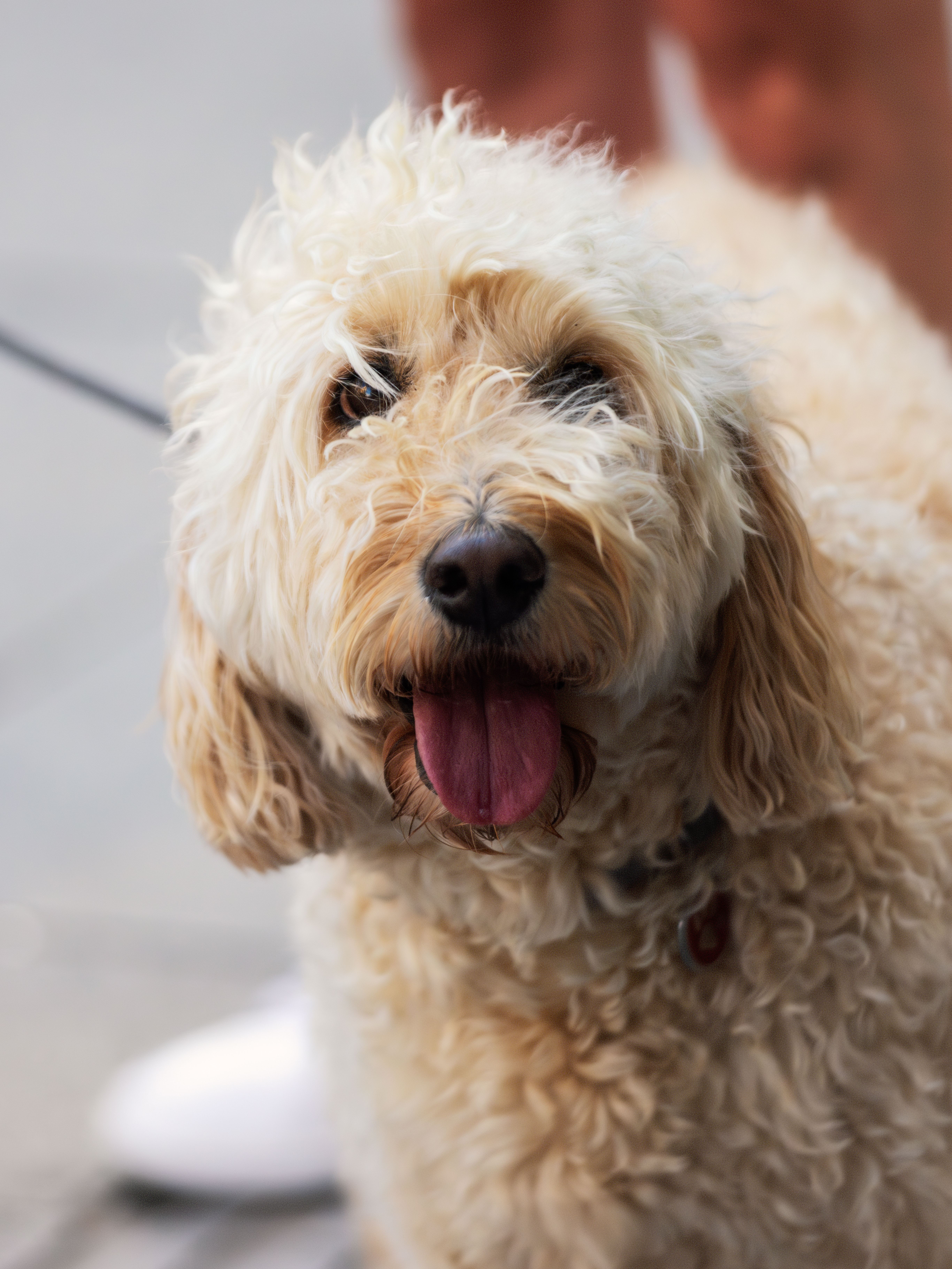 Adorable Labradoodle Dog in Vienna Street · Free Stock Photo