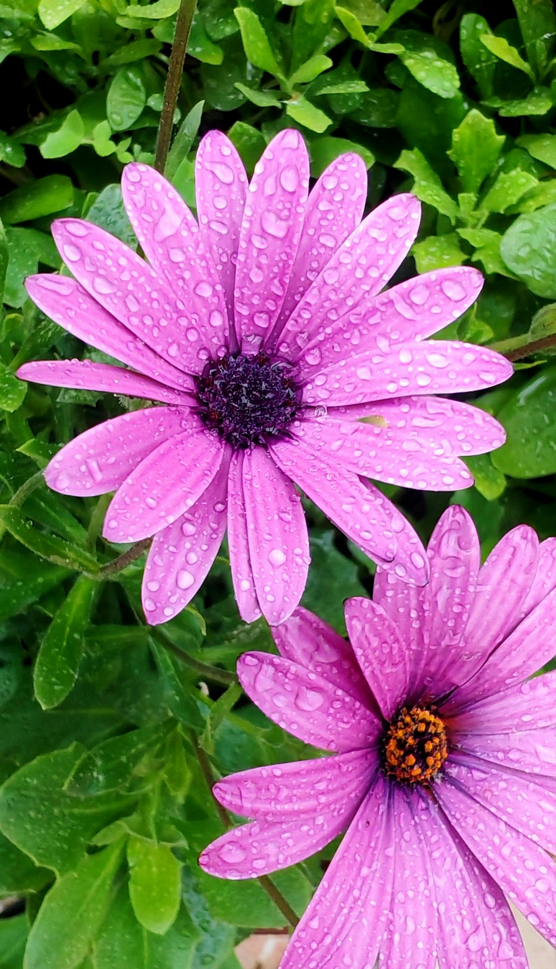 Close-up of Dew-Kissed Purple Daisies in Spring · Free Stock Photo