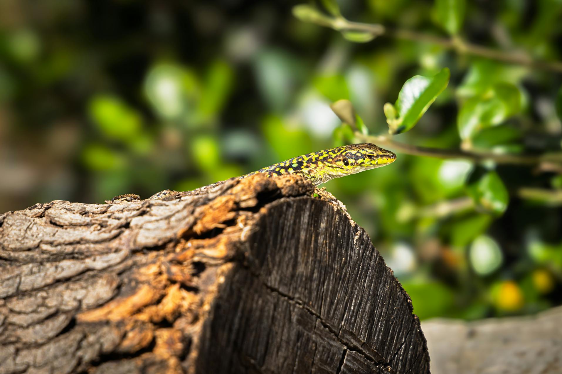Italian Wall Lizard: Facts, Habits, and Amazing Adaptations