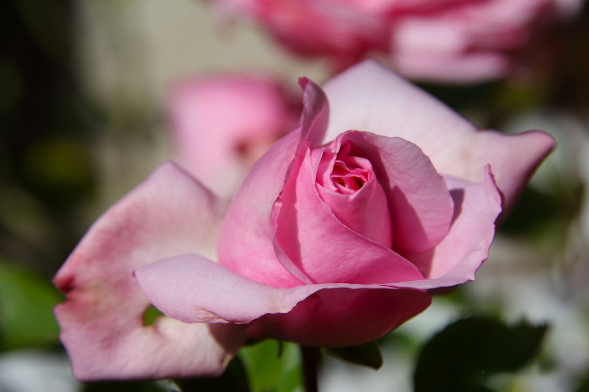 Pink Color Photos, Download The BEST Free Pink Color Stock Photos & HD ...