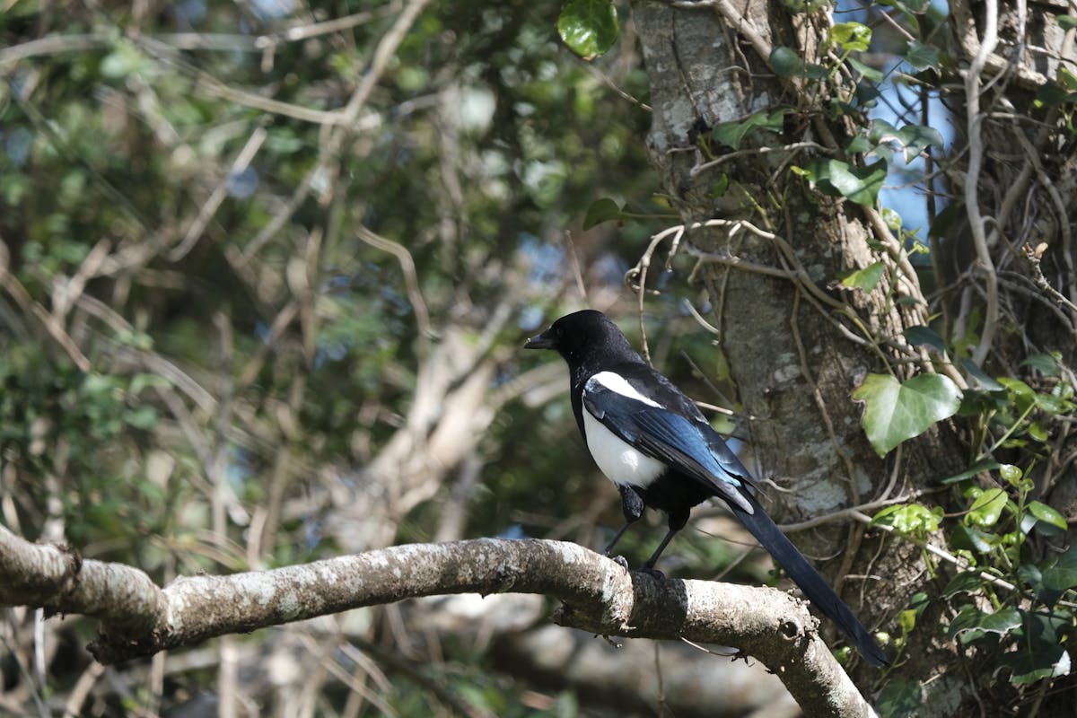 Black Billed Magpie: Biology and Behavior Insights