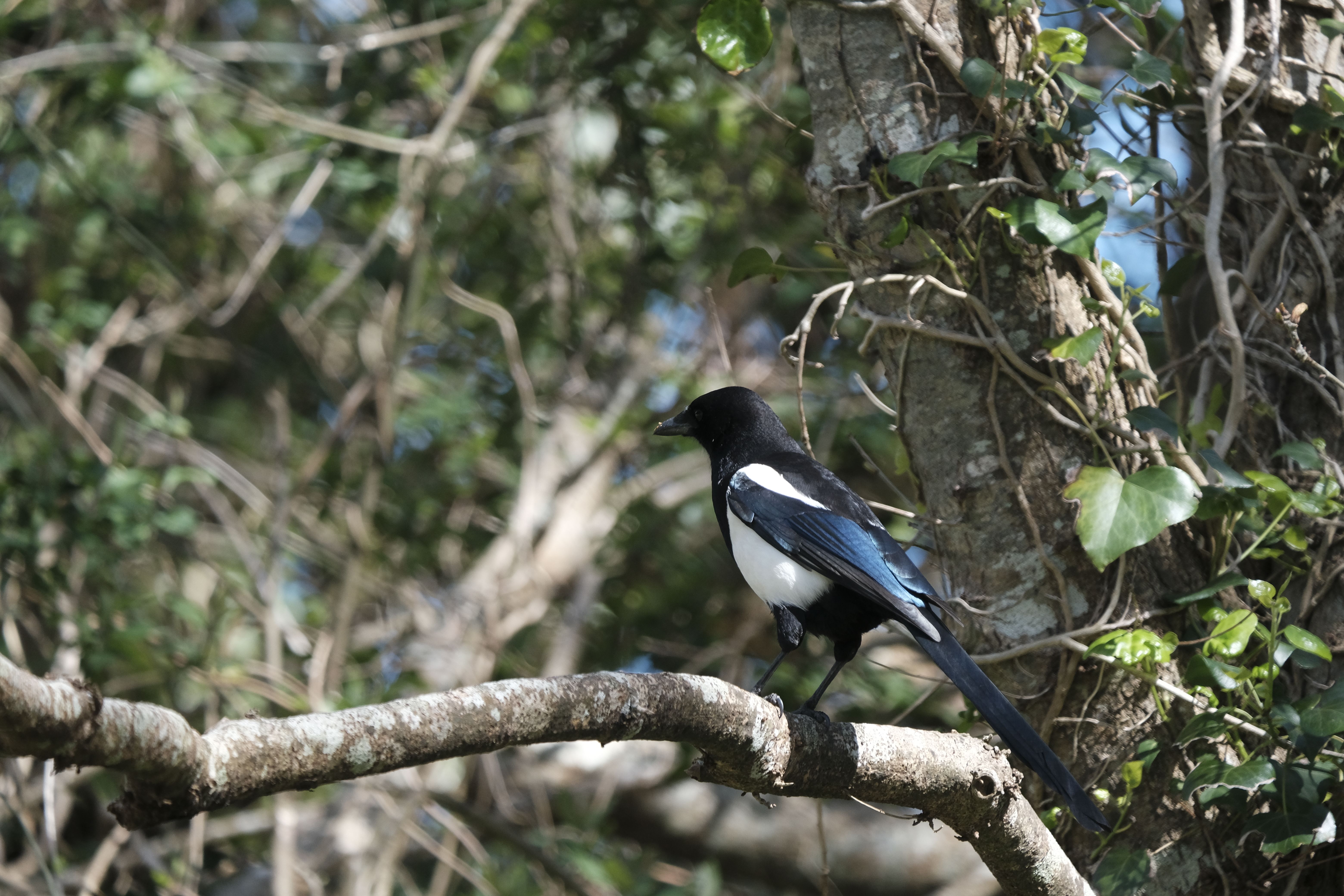 Black-Billed Magpie in Natural Forest Habitat · Free Stock Photo