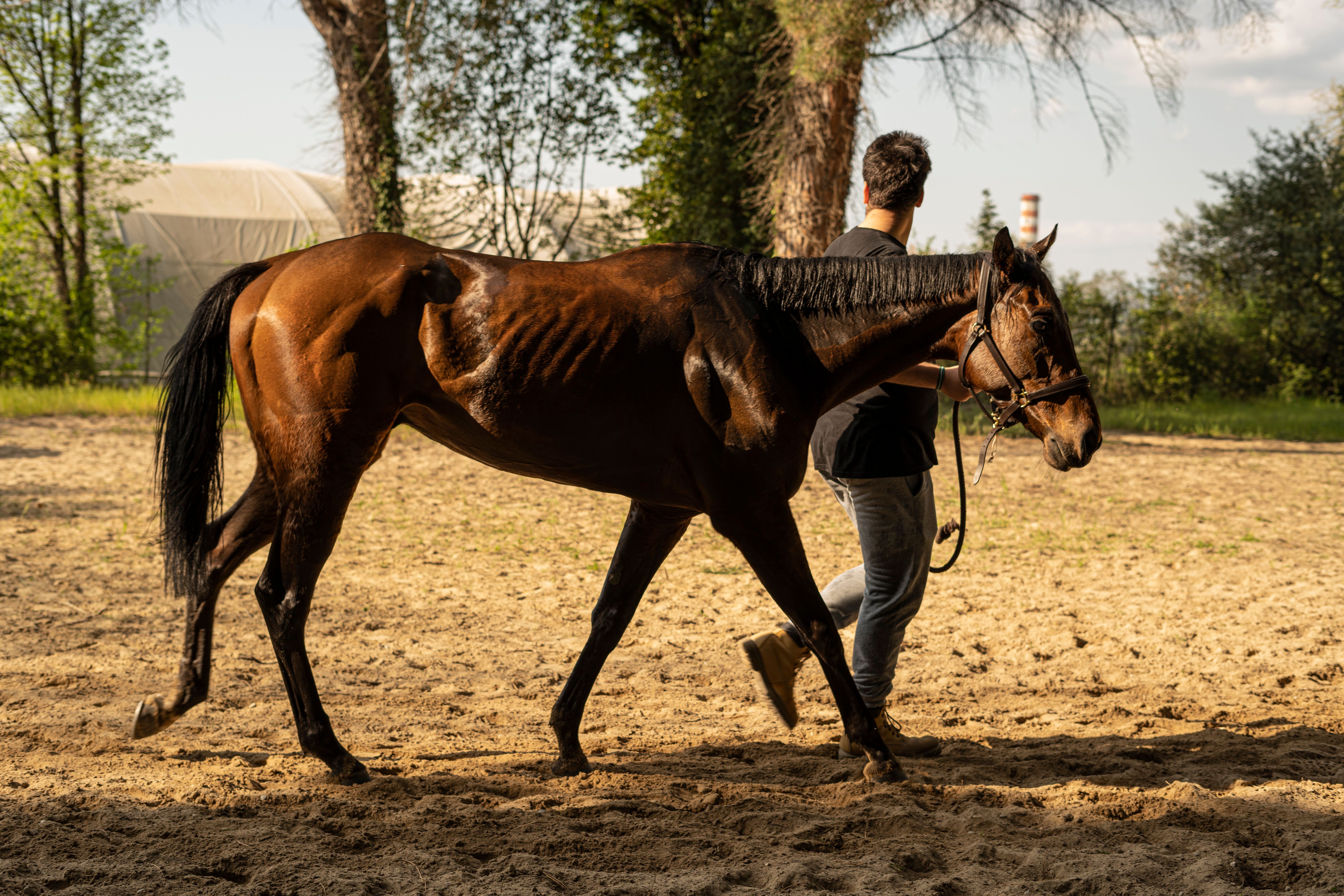 Horse Trainer Leading Thoroughbred in Sunlit Arena · Free Stock Photo