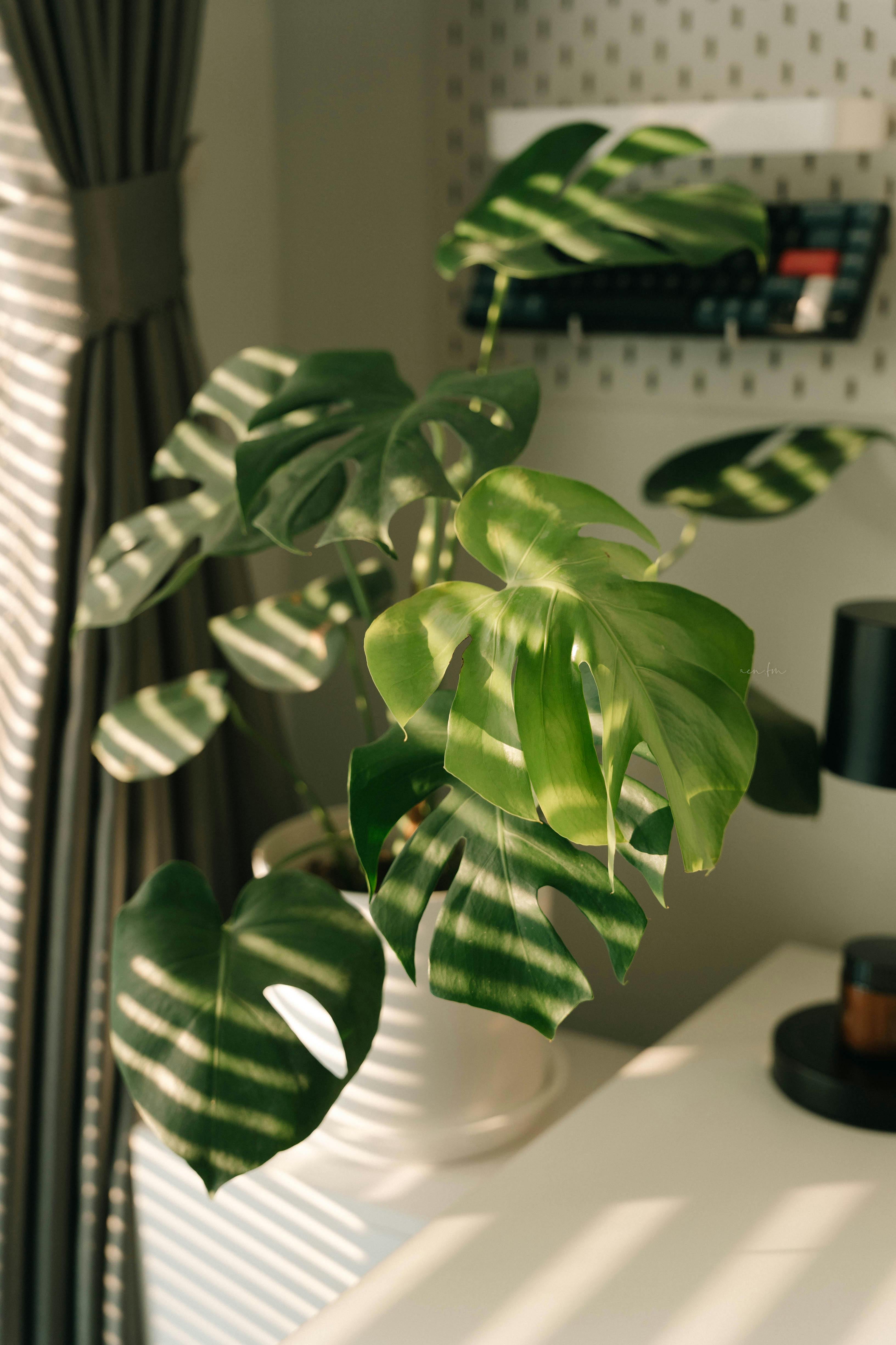 Aesthetic Pfps Photos, Download The BEST Free Aesthetic Pfps Stock ...