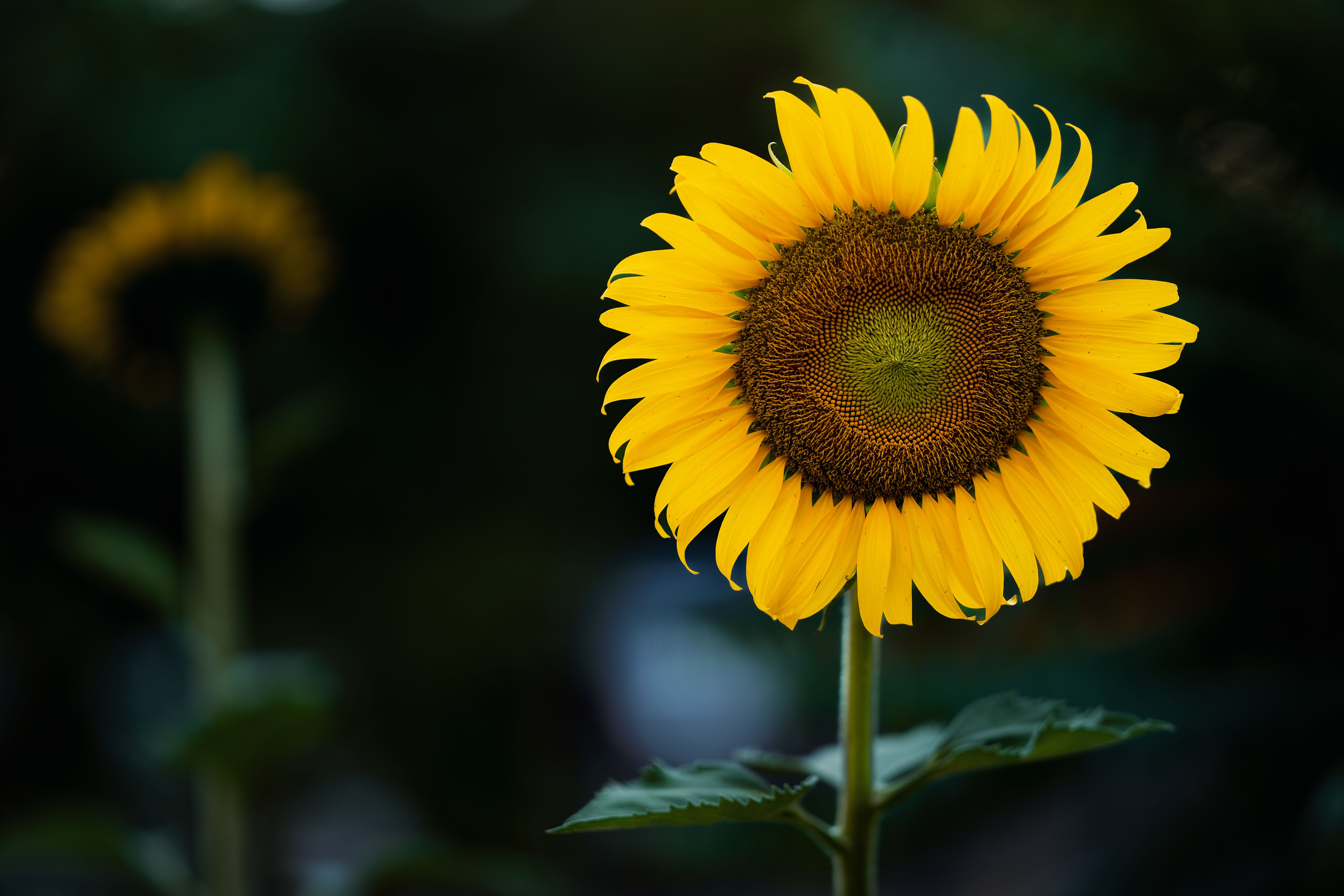 Close-Up of a Bright Sunflower in Bloom · Free Stock Photo