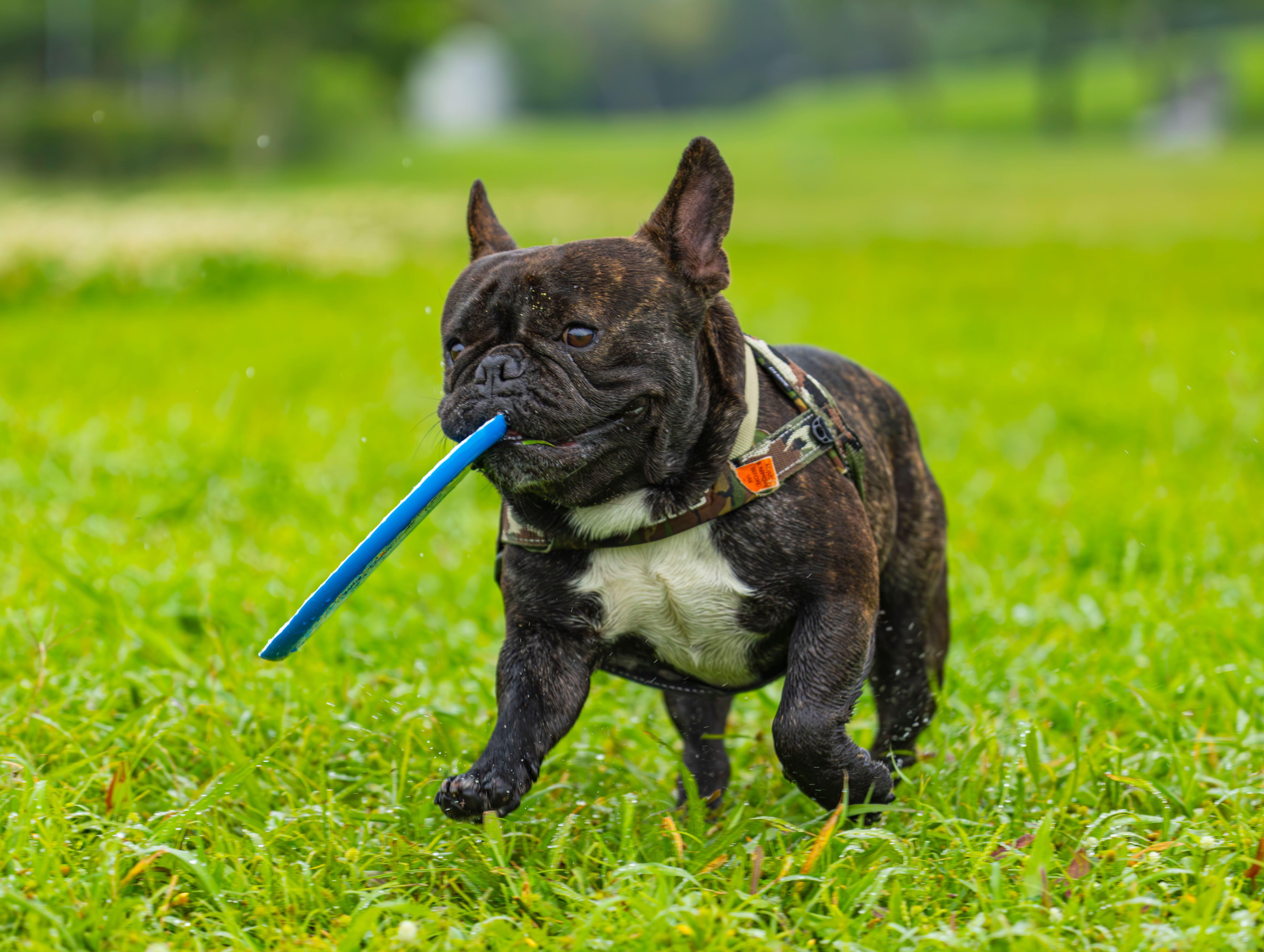 French Bulldog Playing with Blue Frisbee Outdoors · Free Stock Photo