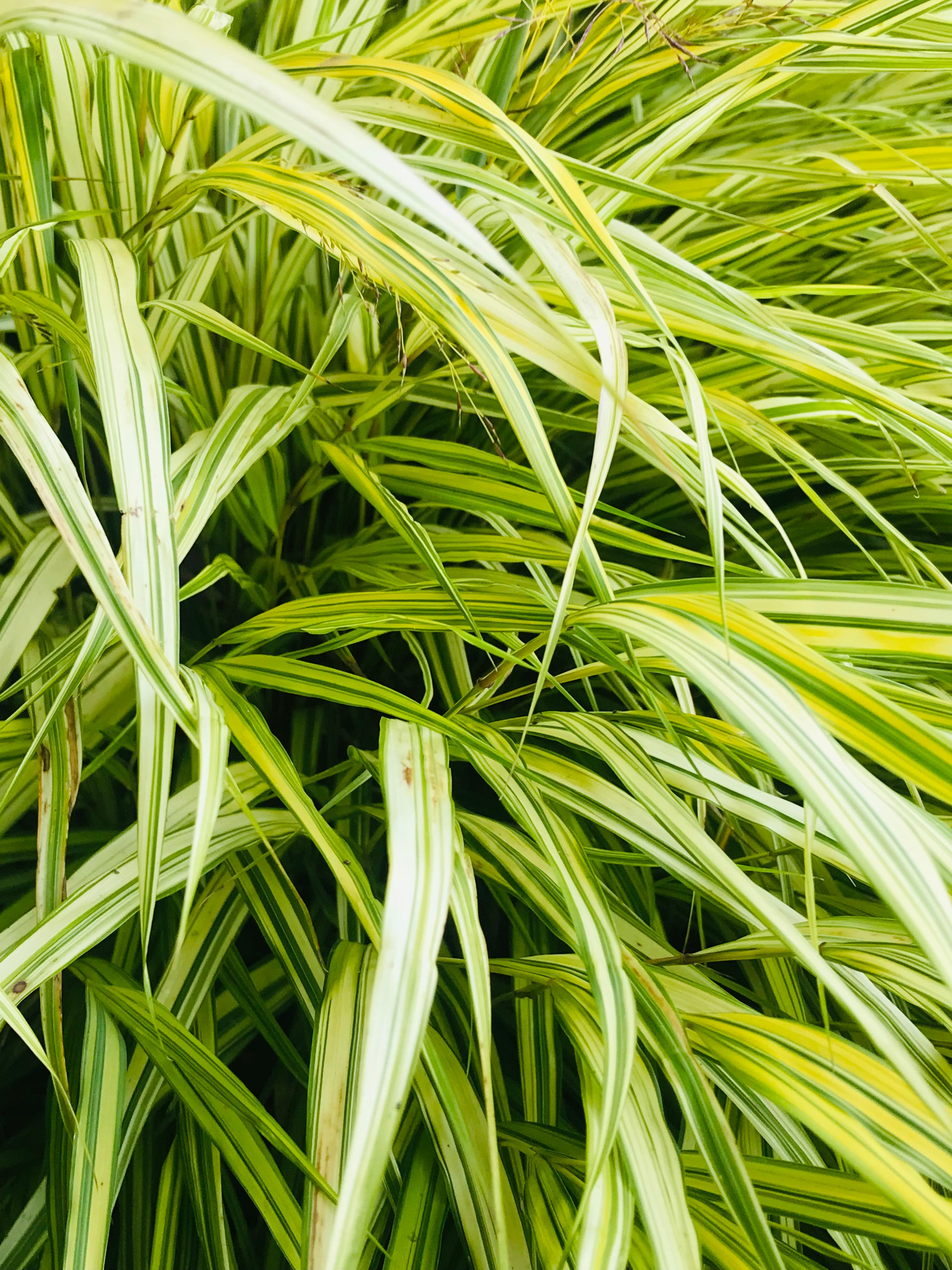 Close-up of Lush Green Ornamental Grass · Free Stock Photo