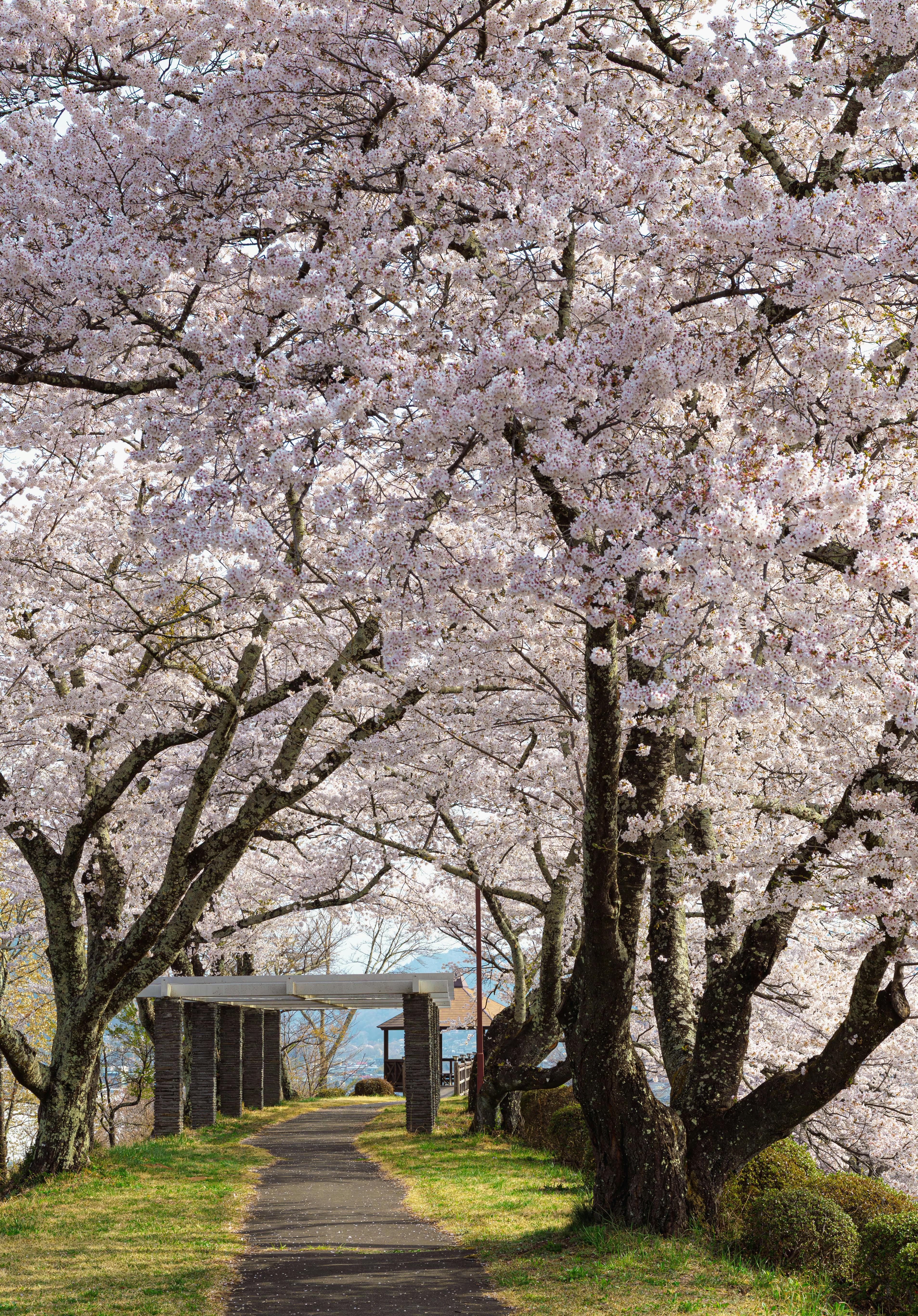 Serene Cherry Blossom Pathway in Springtime · Free Stock Photo