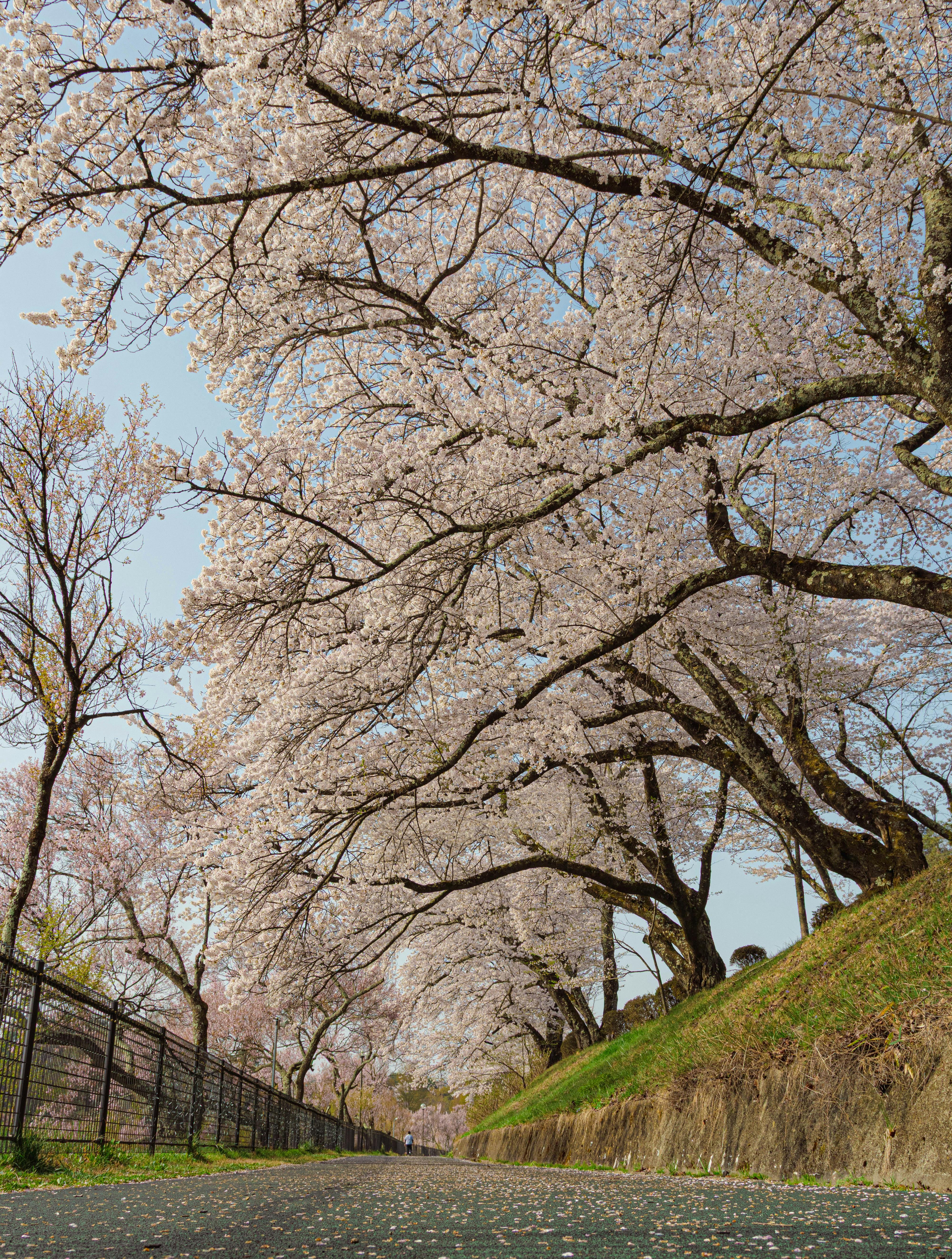 Springtime Blossoms Along a Tranquil Pathway · Free Stock Photo