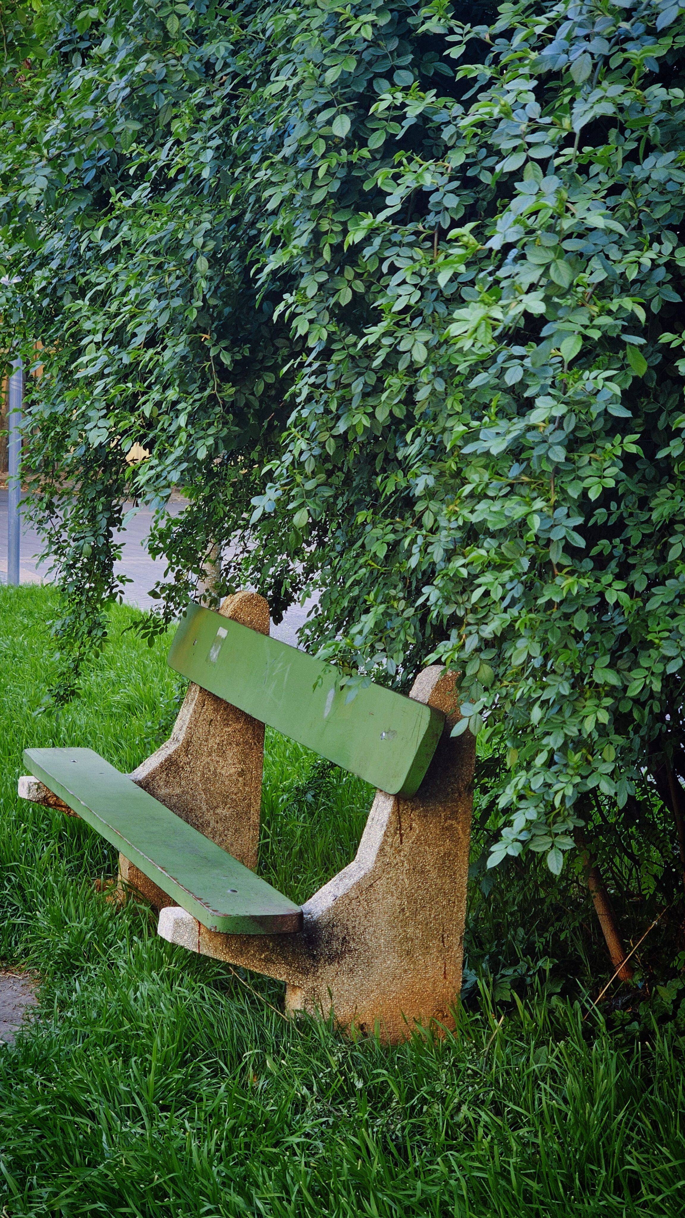 Rustic Green Bench in Lush Park Setting · Free Stock Photo