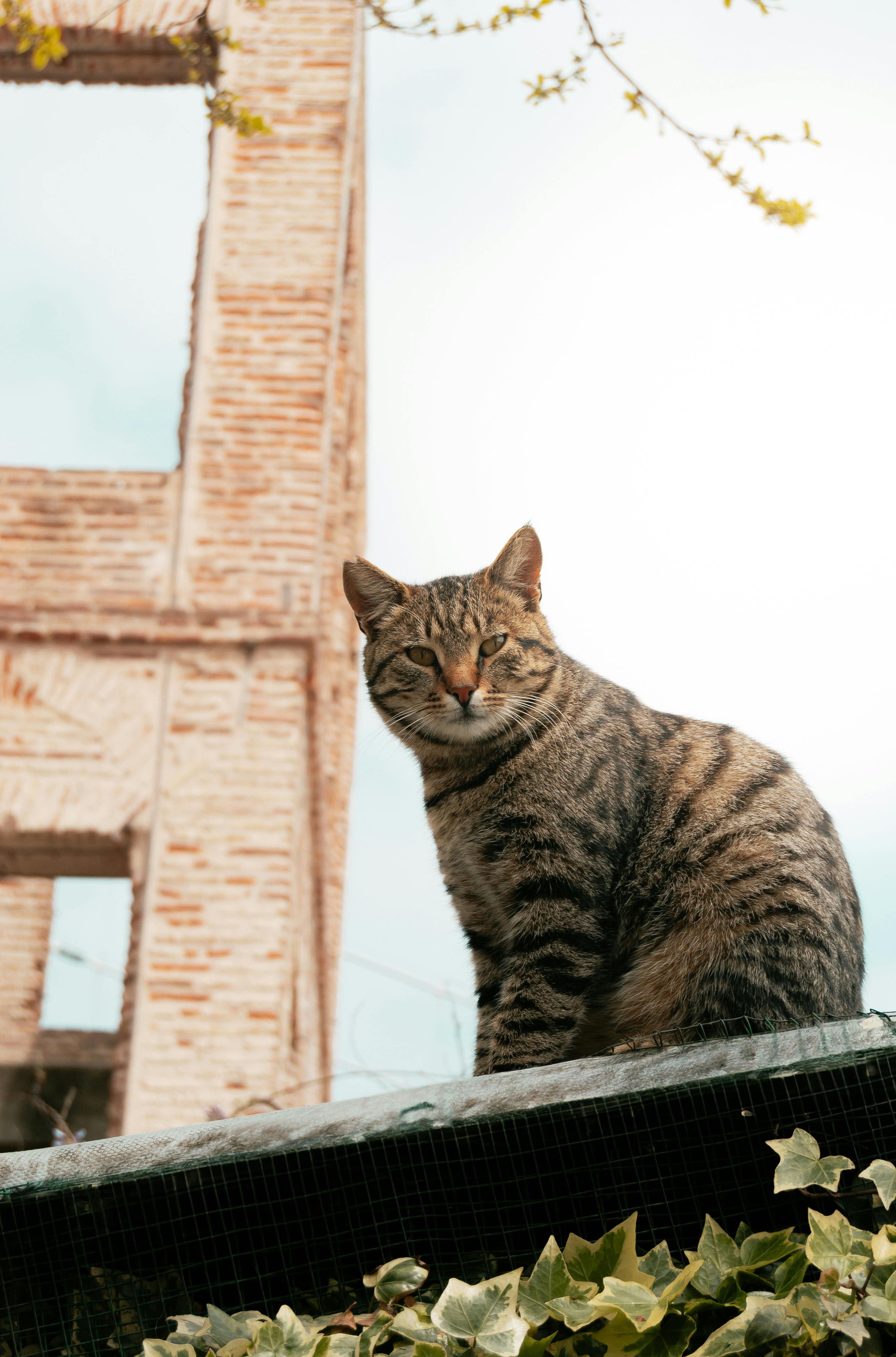 Majestic Tabby Cat on Urban Structure · Free Stock Photo