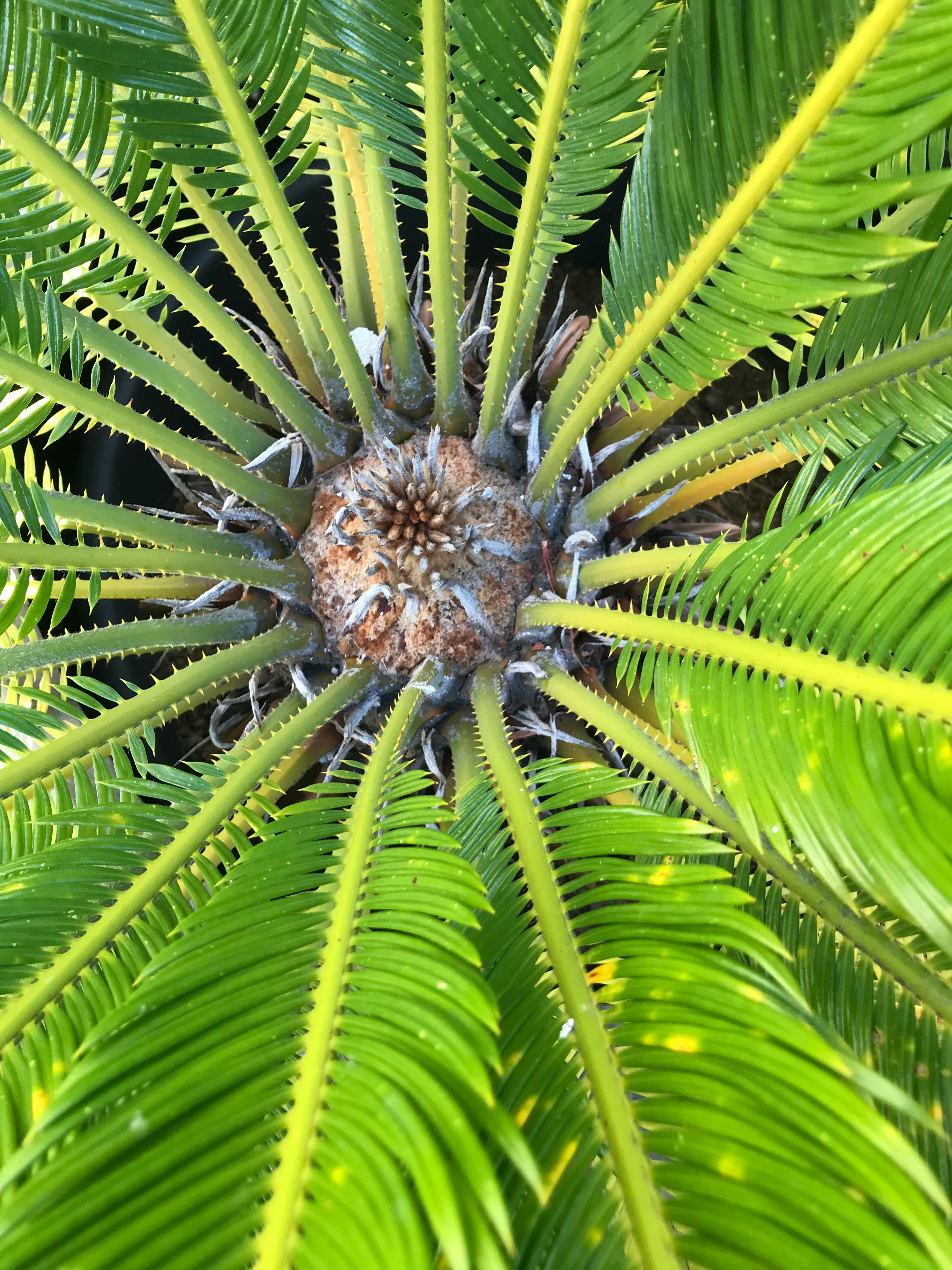 Close-up of Cycad Plant in South African Garden · Free Stock Photo