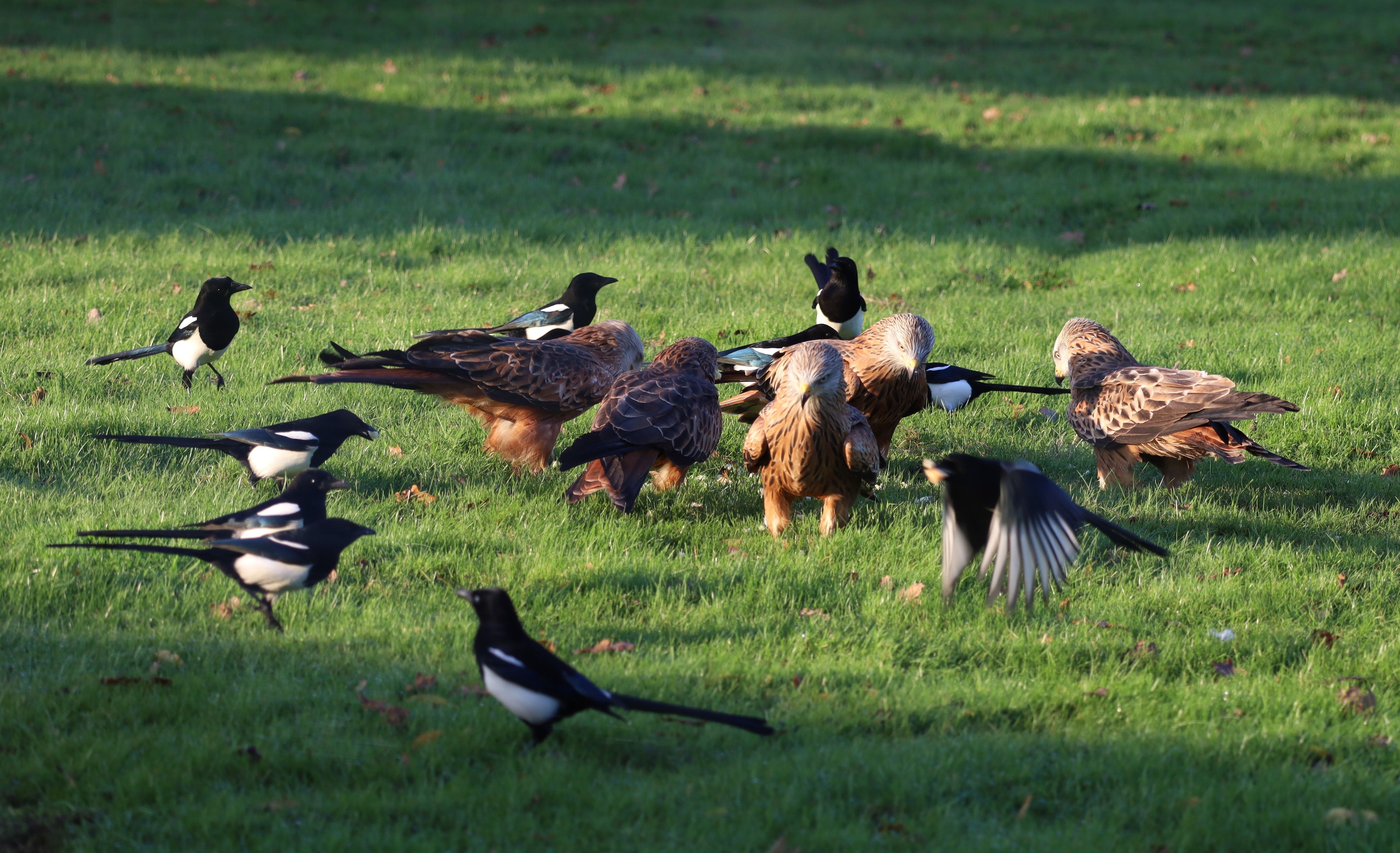 Magpies and Kites Gathering on Green Lawn · Free Stock Photo