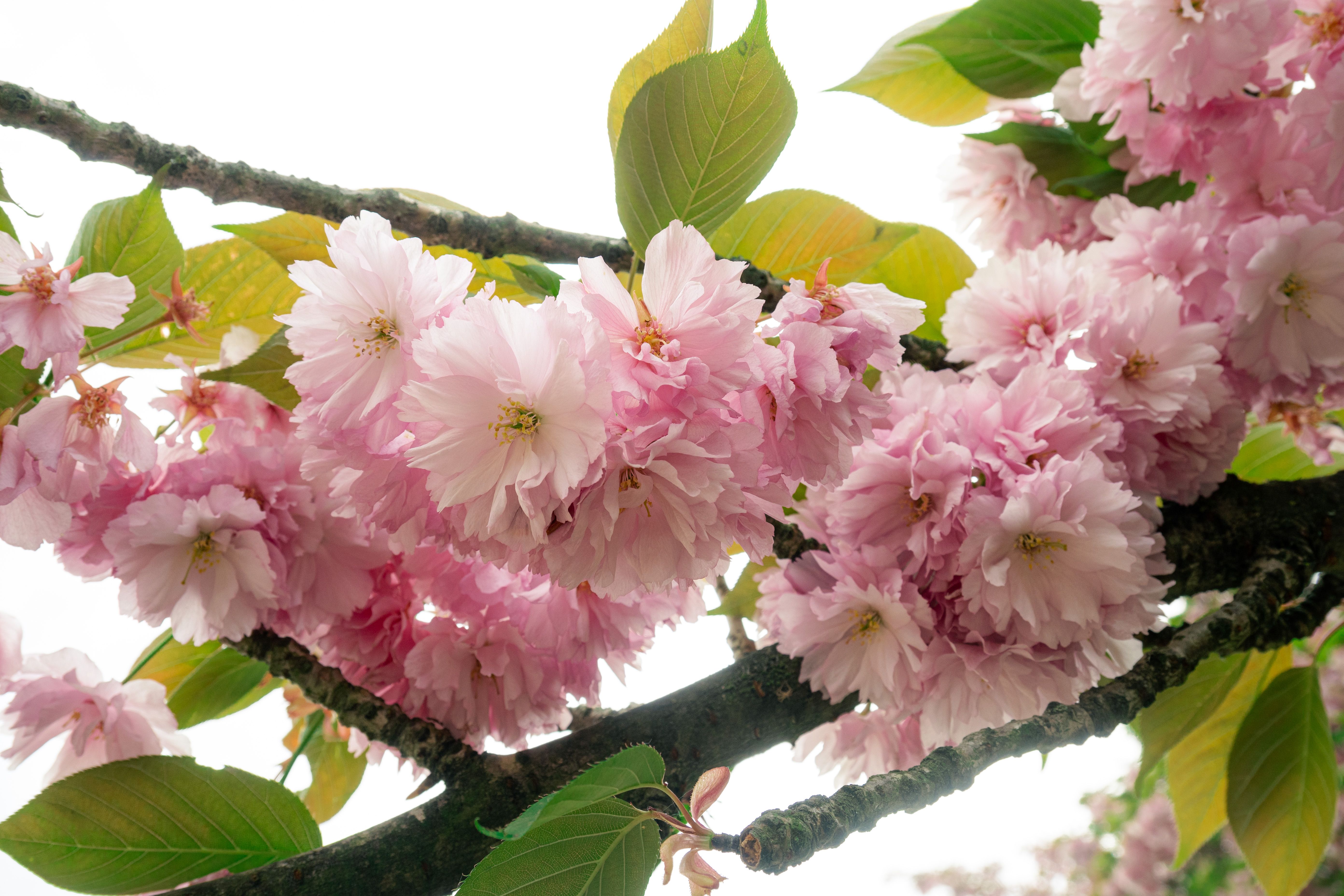 Beautiful Cherry Blossoms in Spring Bloom · Free Stock Photo