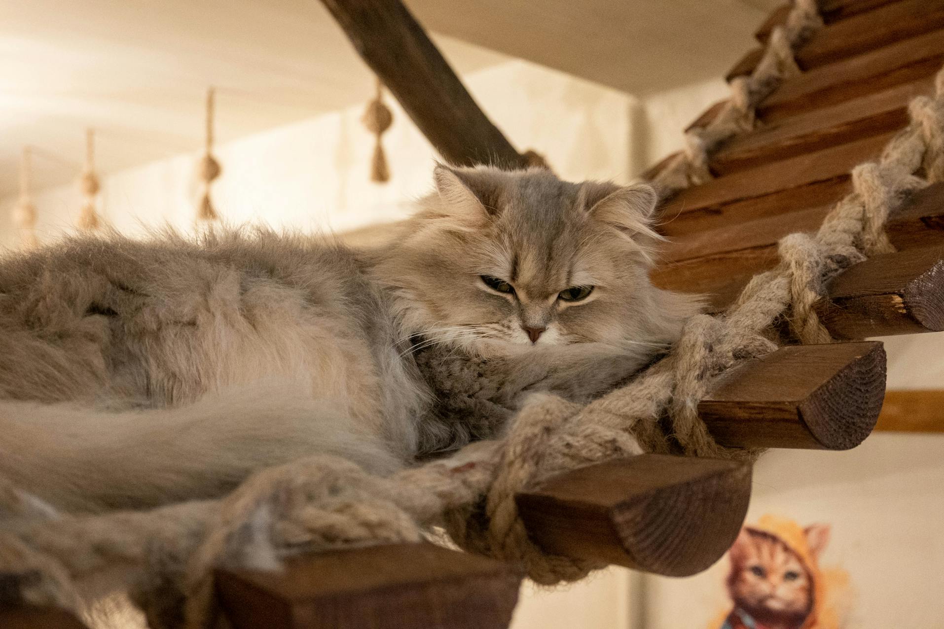 Persian Cat Life Expectancy and Lifelong Care Tips