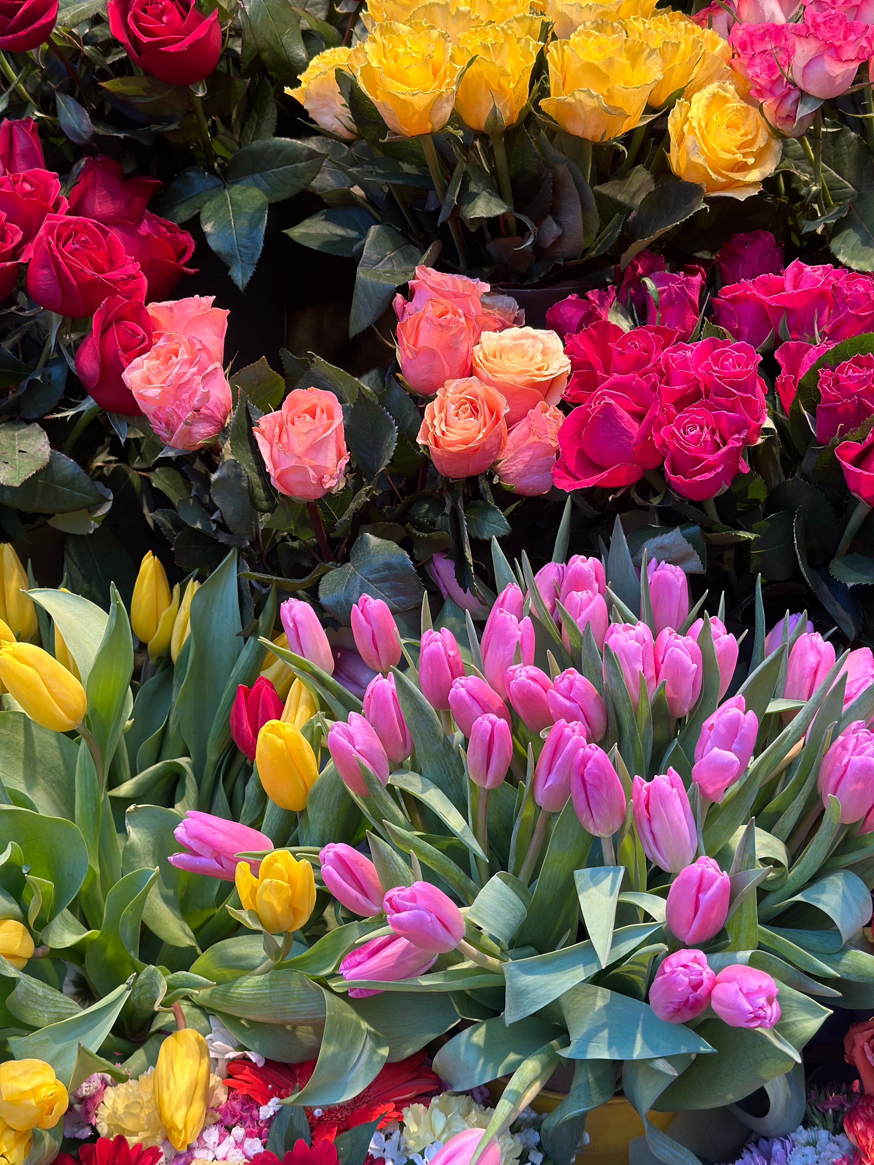 Vibrant Display of Roses and Tulips in Bloom · Free Stock Photo