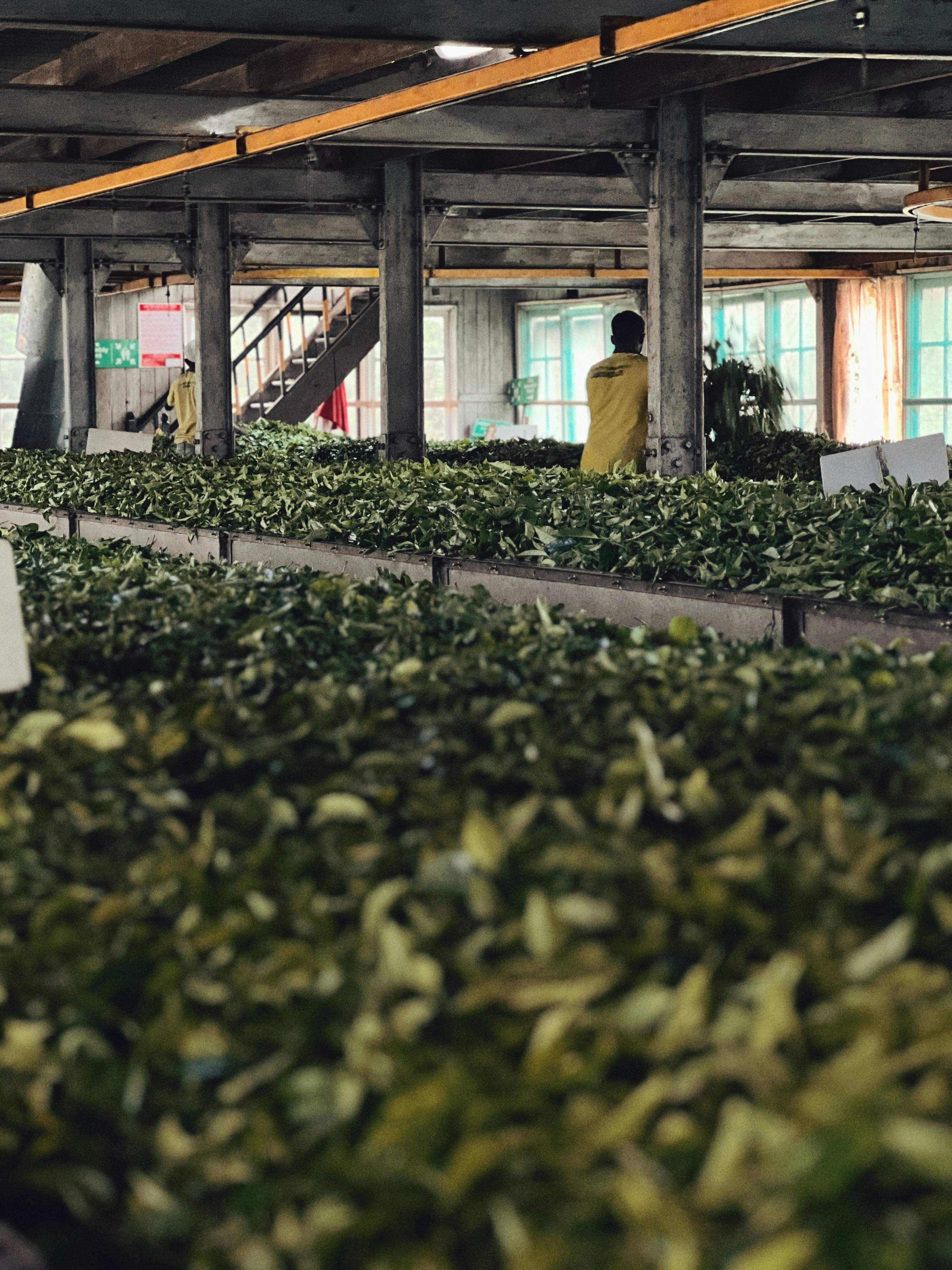 Tea Factory Grading Department Photos, Download The BEST Free Tea ...