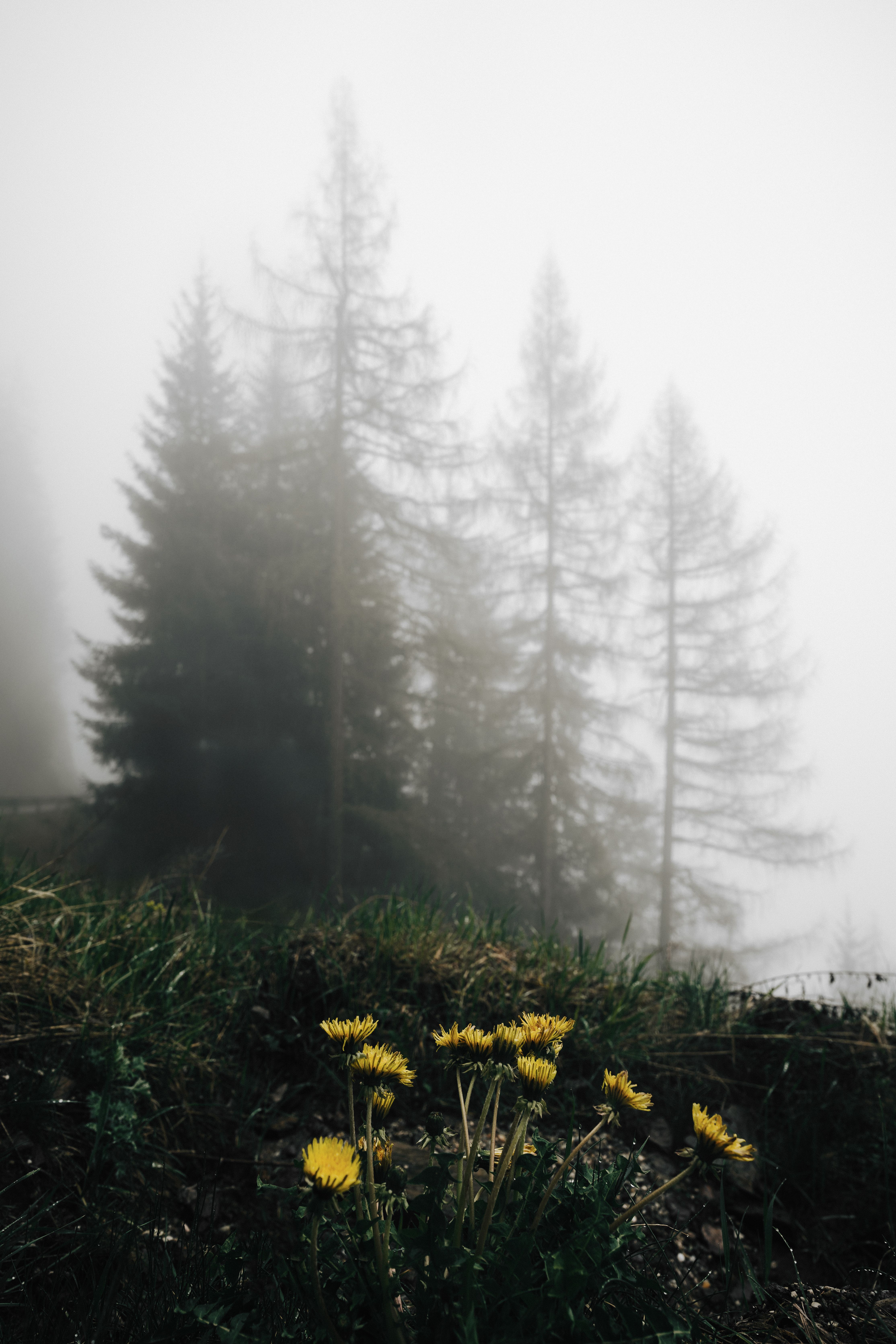 Misty Forest Morning with Yellow Flowers · Free Stock Photo