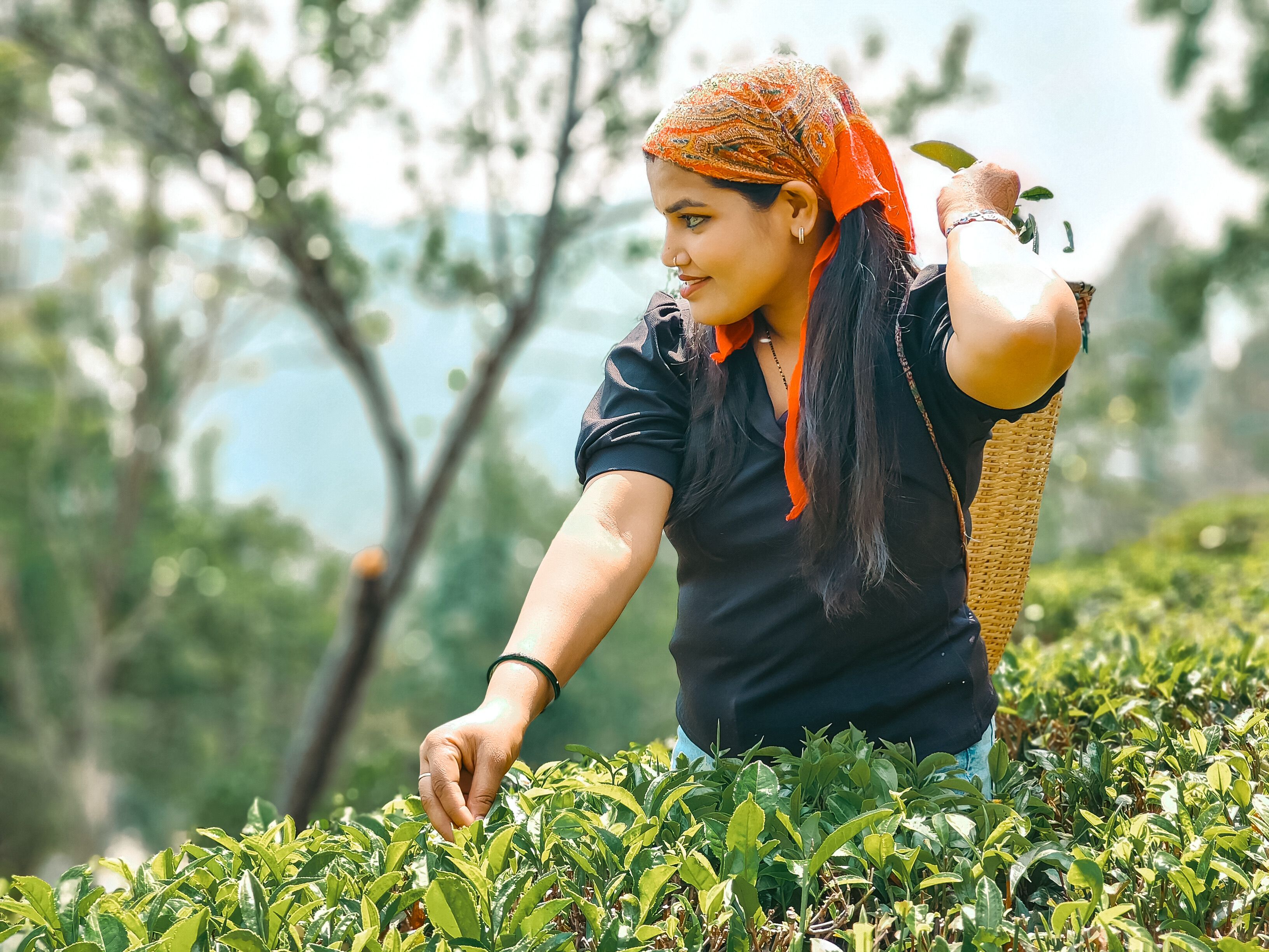 Farmer Collecting Tea Leaves Photos, Download The BEST Free Farmer ...