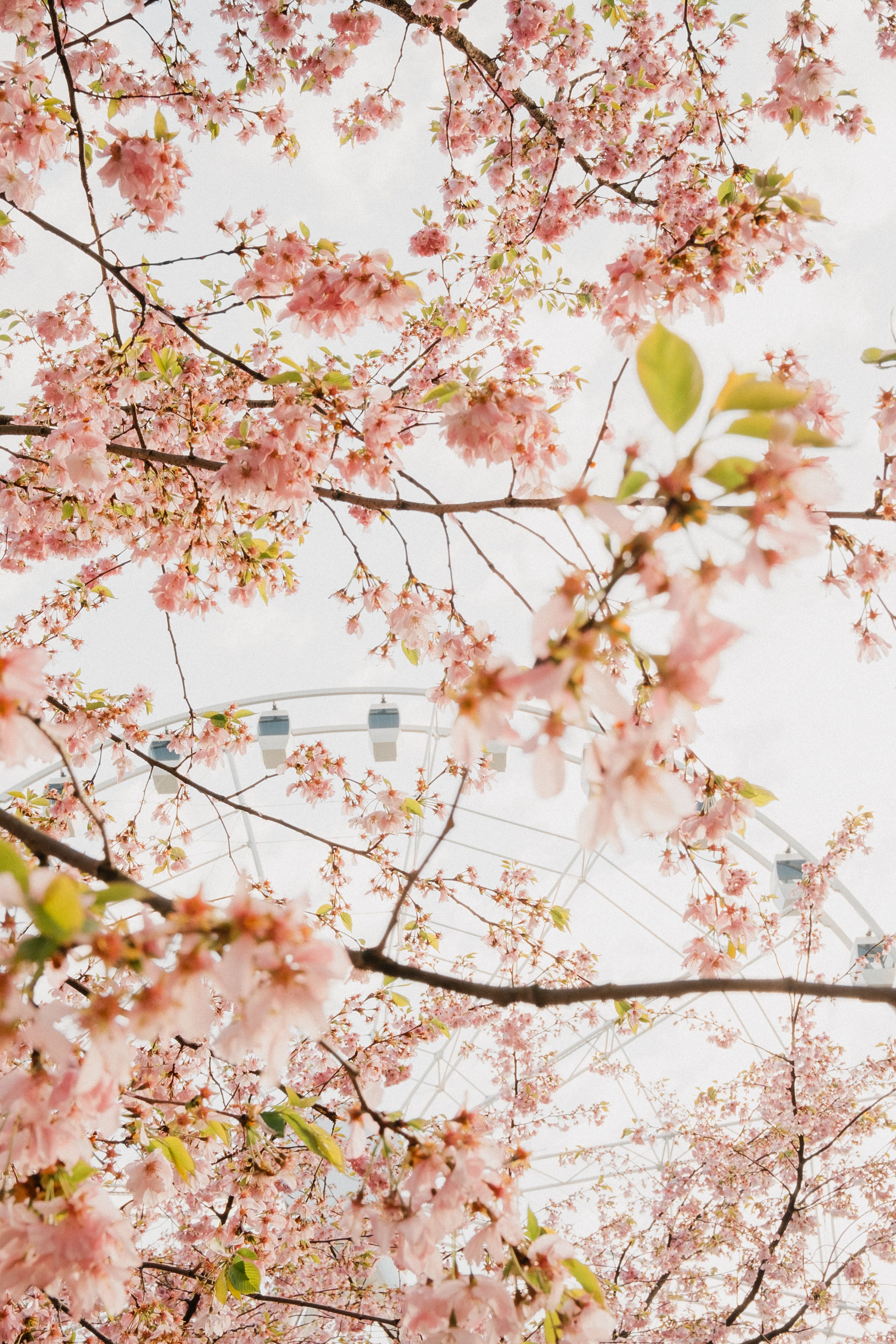 Cherry Blossoms with Ferris Wheel in Spring · Free Stock Photo