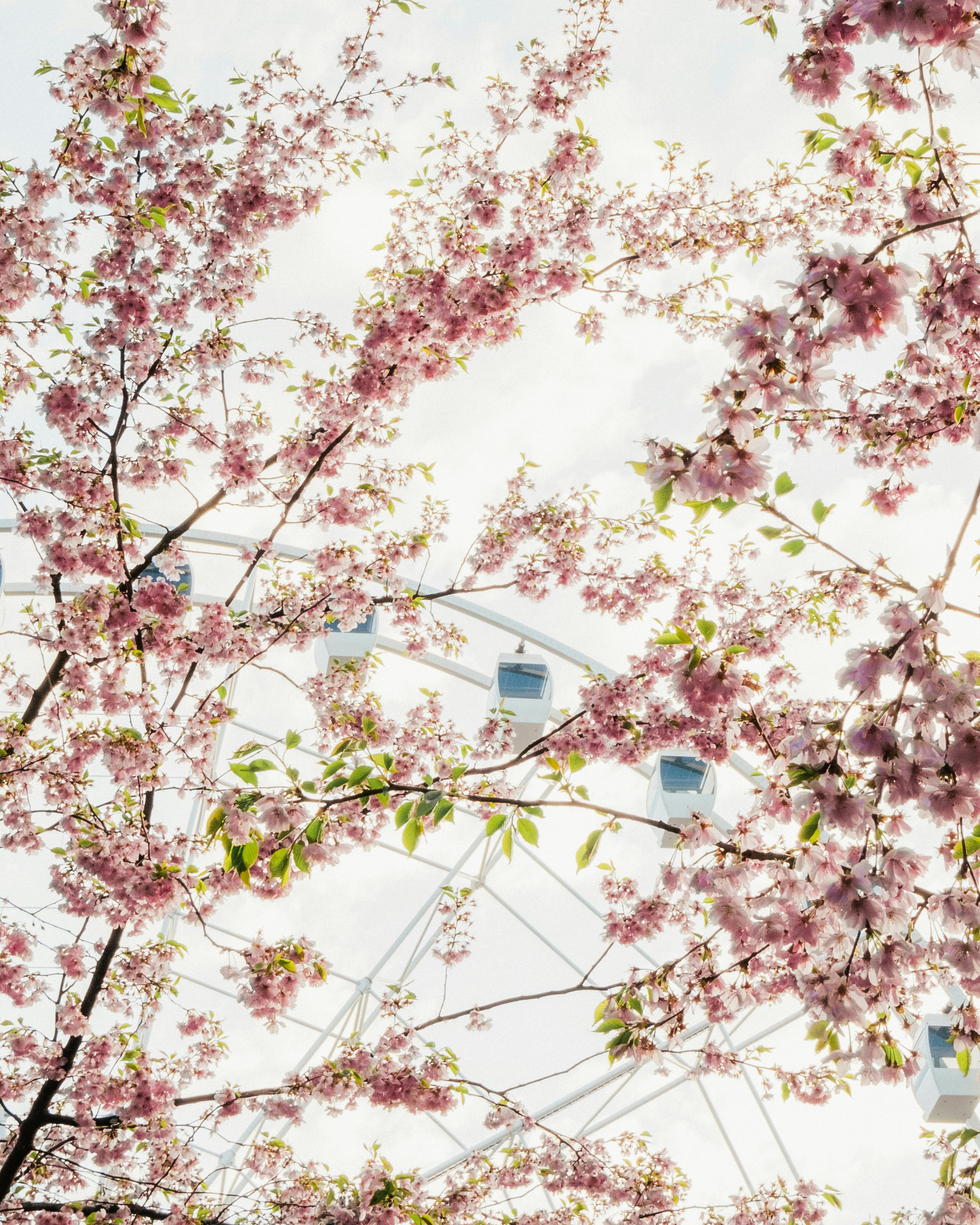 Cherry Blossoms and Ferris Wheel in Spring · Free Stock Photo
