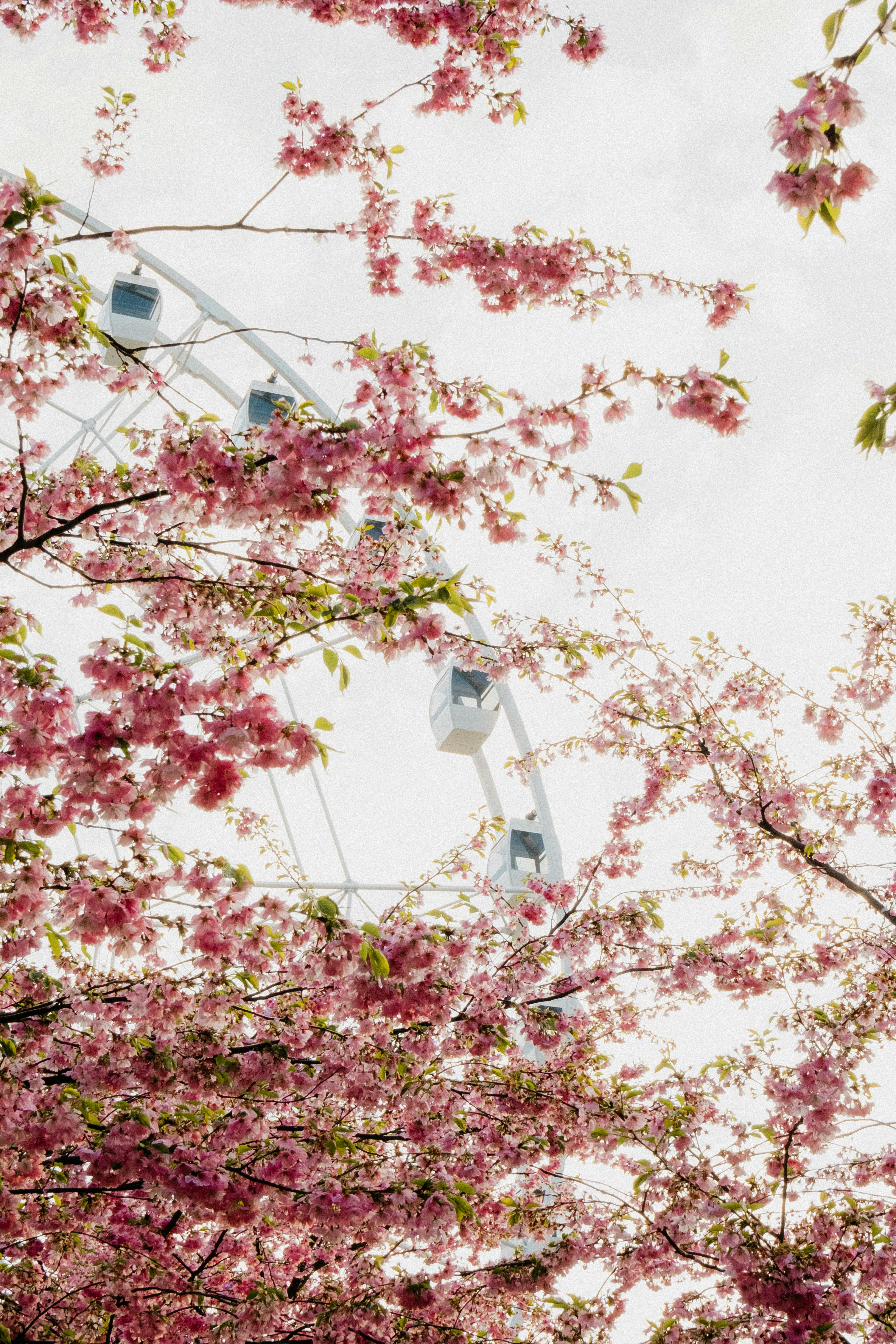 Cherry Blossoms Framing Ferris Wheel in Bloom · Free Stock Photo