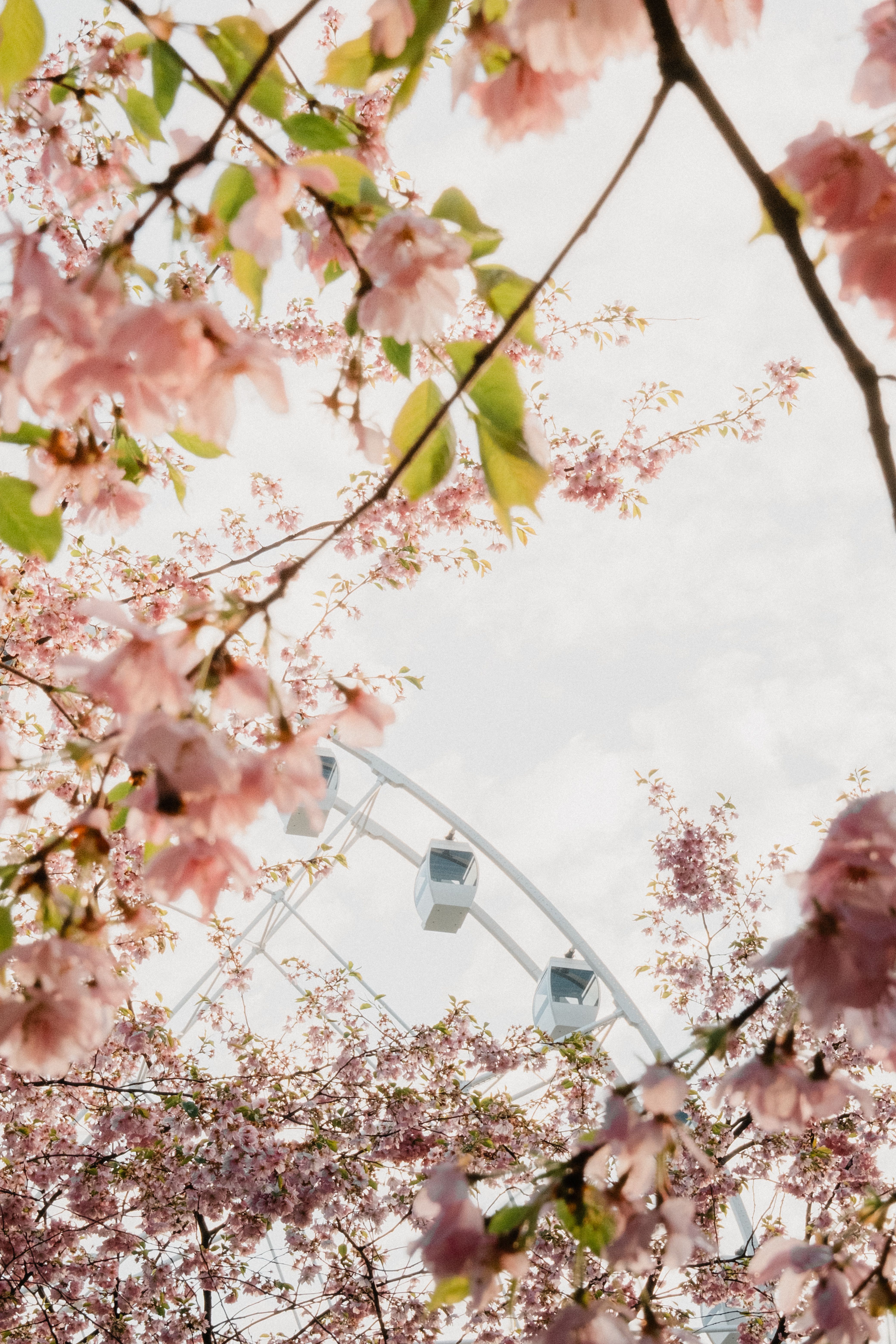 Cherry blossoms framing Ferris wheel in spring · Free Stock Photo