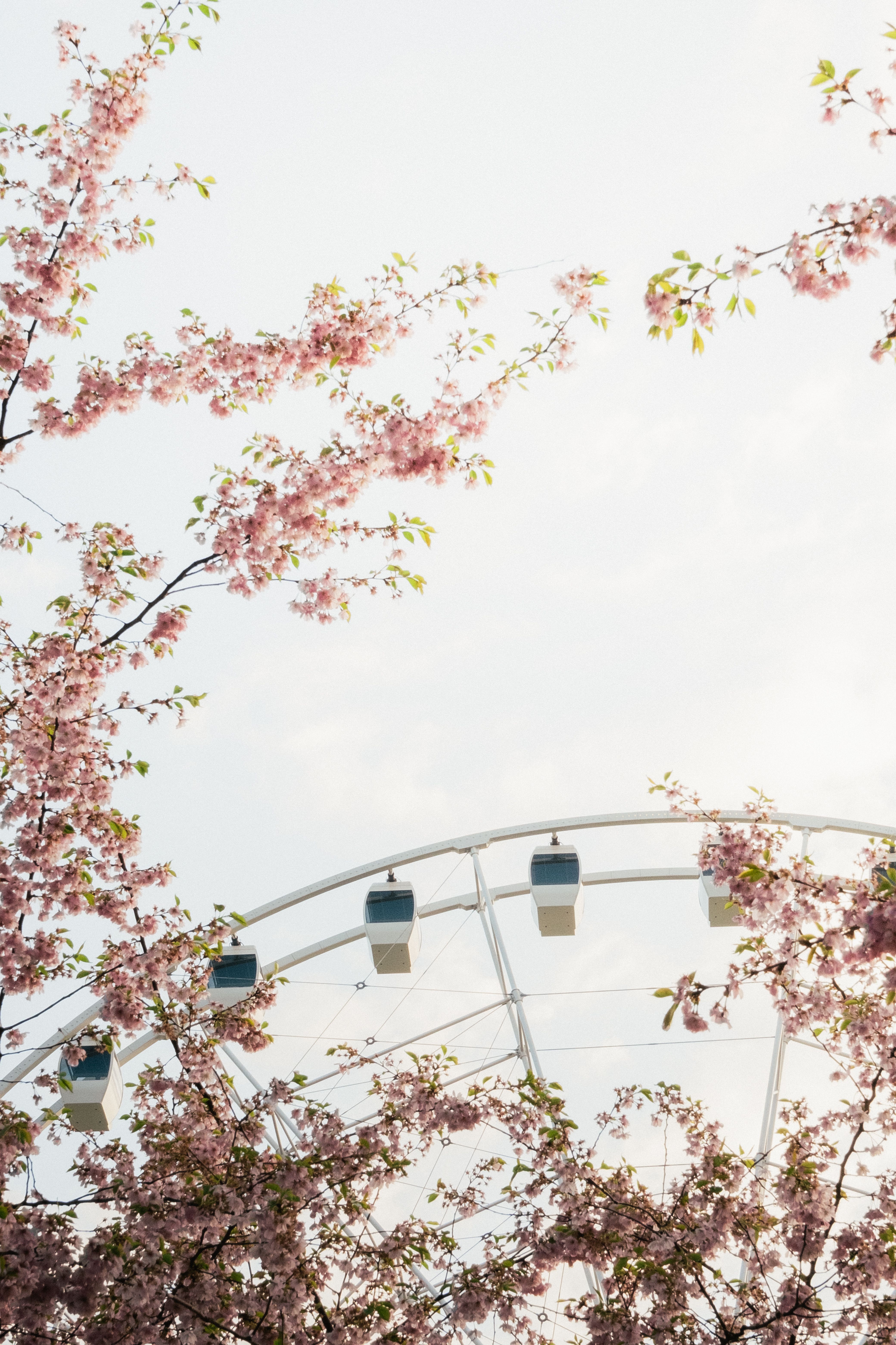 Cherry Blossoms Framing Ferris Wheel Scene · Free Stock Photo