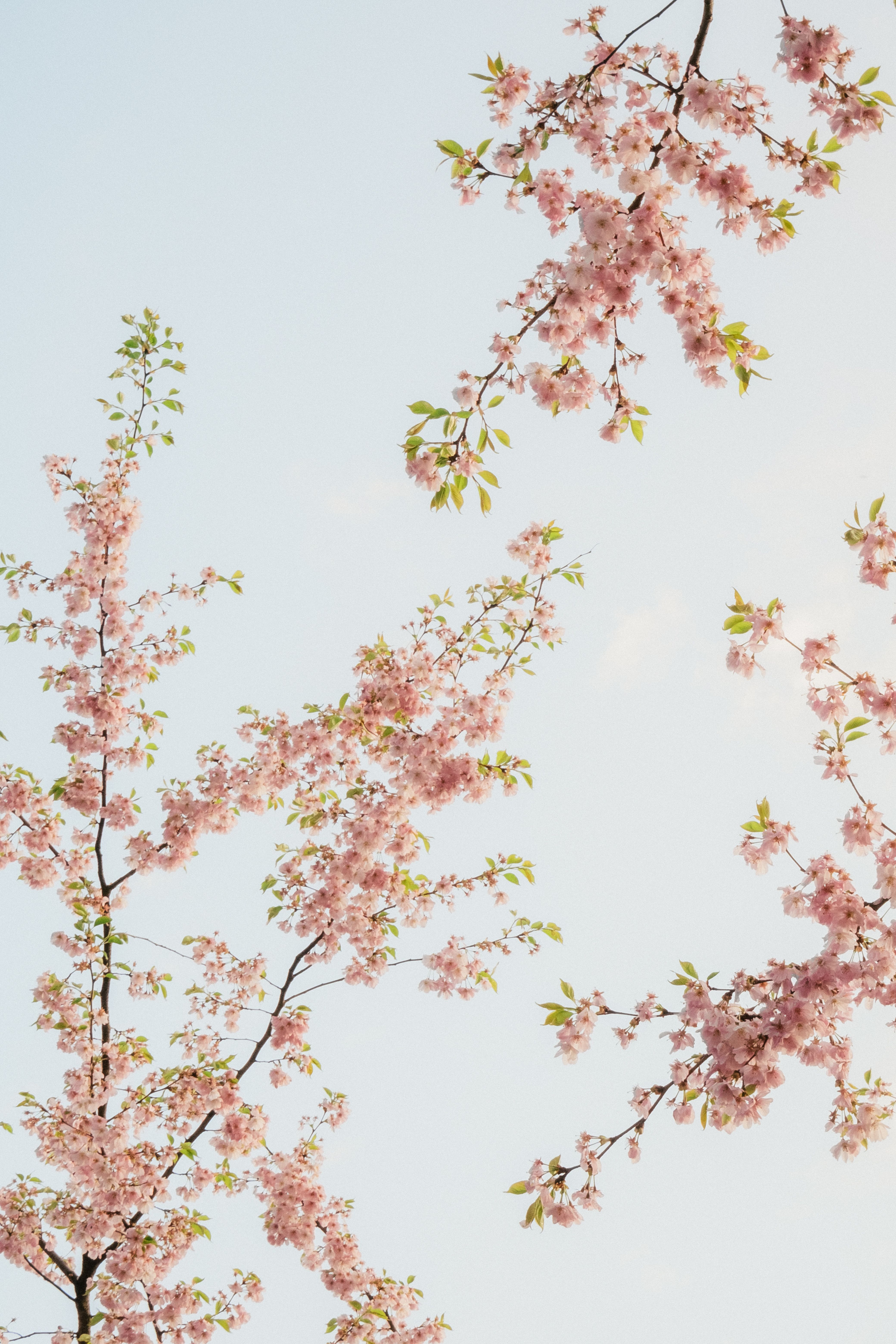 Flowers Debut Blue Photos, Download The BEST Free Flowers Debut Blue ...