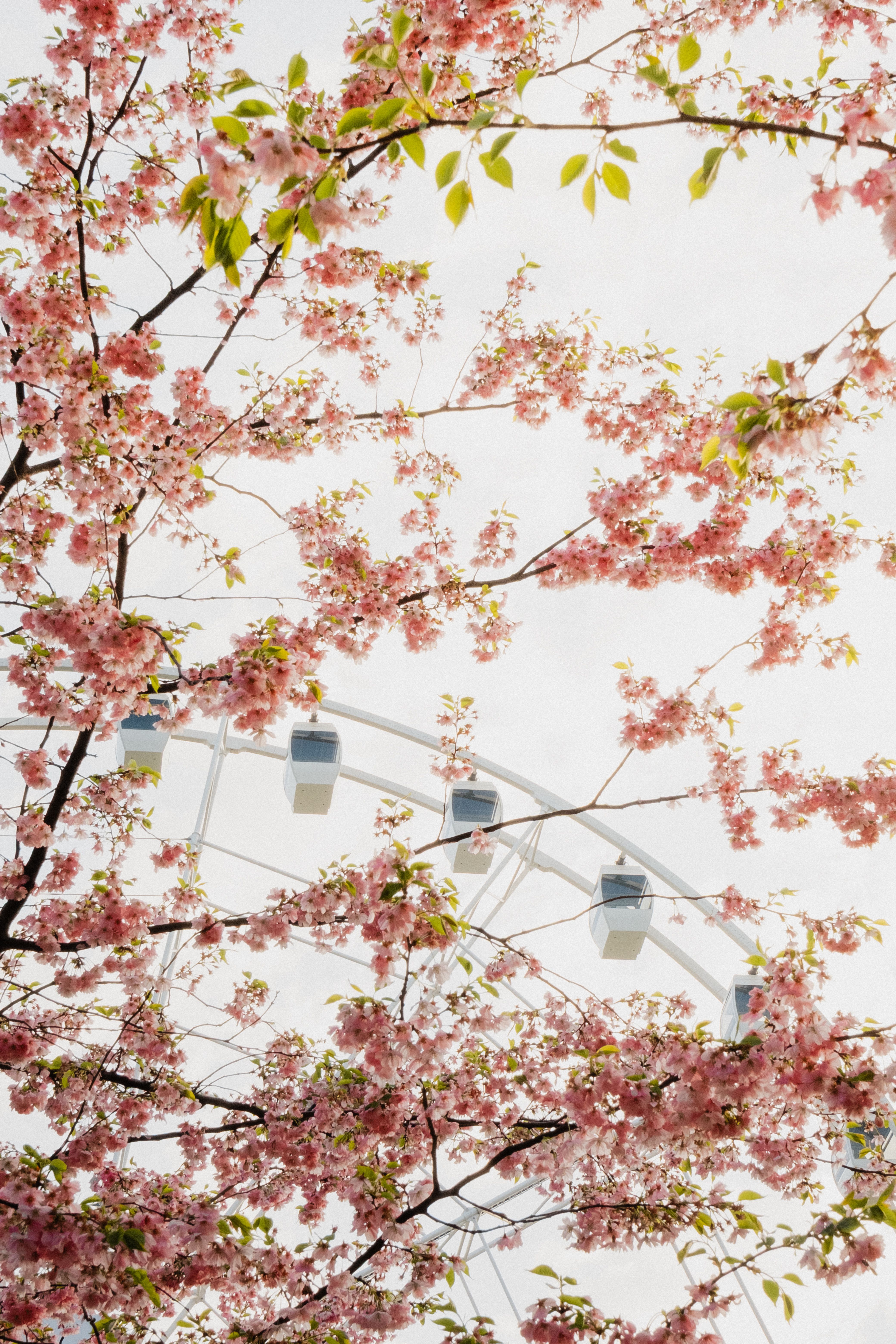 Cherry Blossoms with Ferris Wheel in Spring · Free Stock Photo