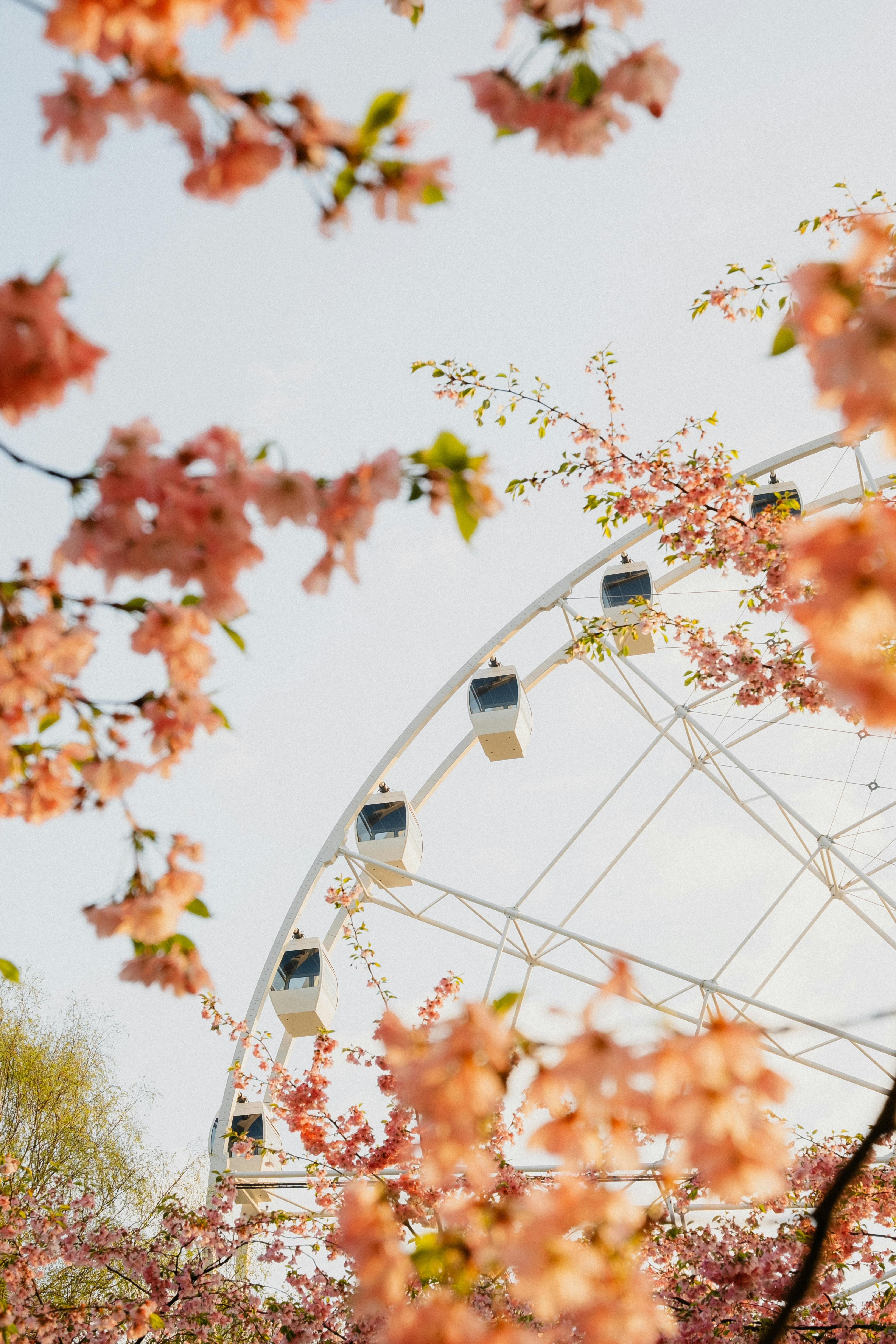 Springtime Ferris Wheel with Cherry Blossoms · Free Stock Photo