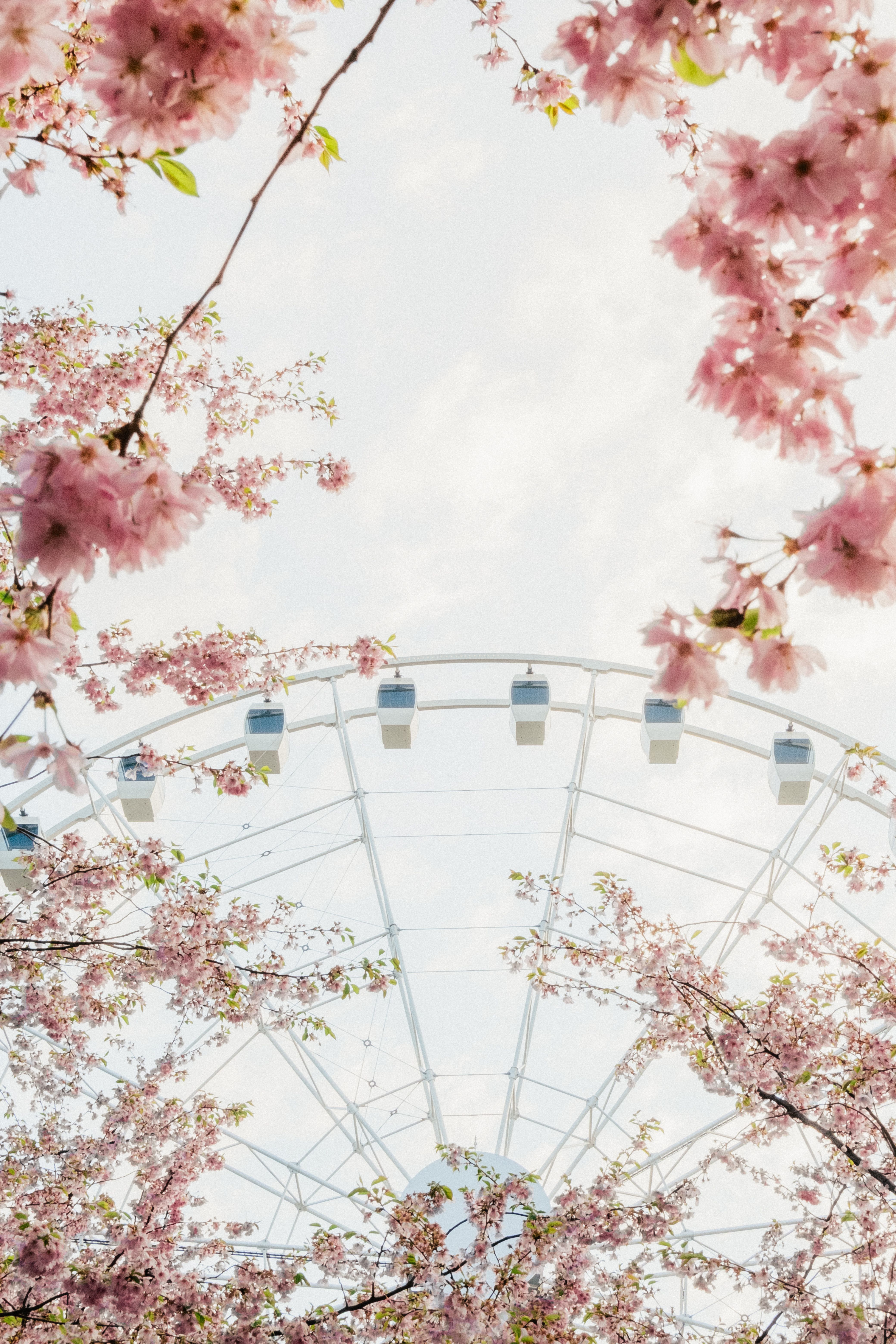 Cherry Blossoms and Ferris Wheel Under Spring Sky · Free Stock Photo