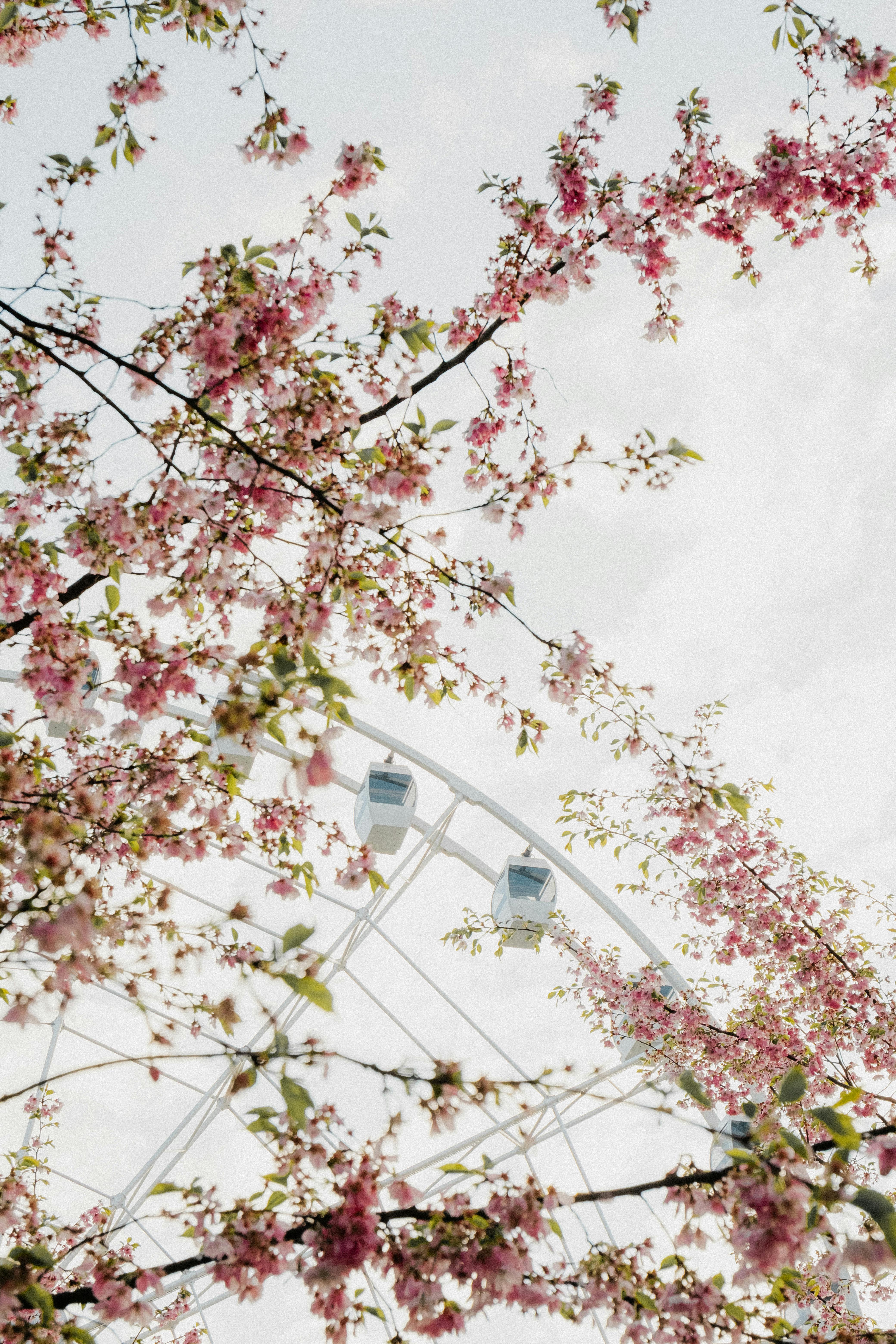Cherry Blossoms with Ferris Wheel in Spring · Free Stock Photo