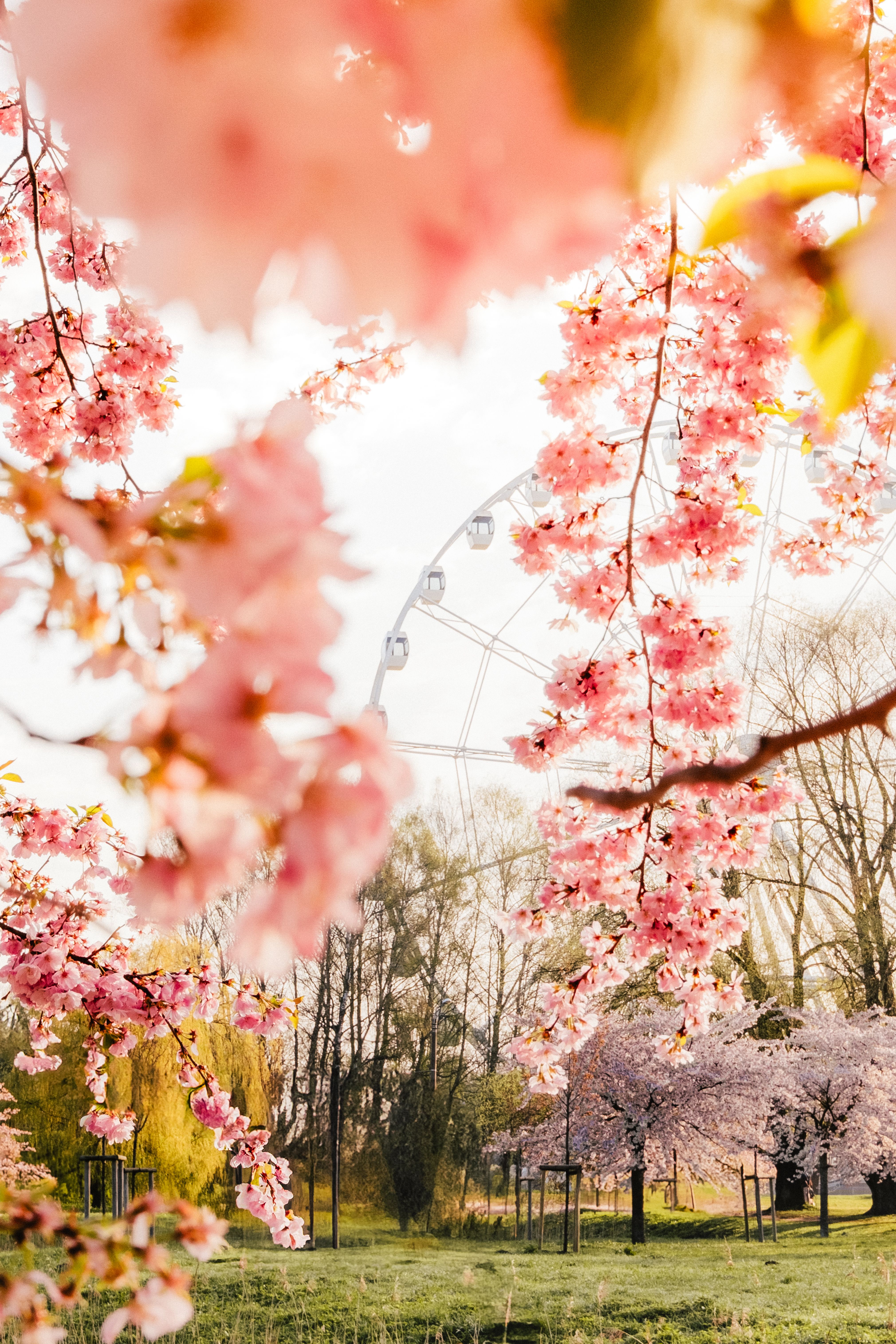 Scenic Cherry Blossoms with Ferris Wheel · Free Stock Photo