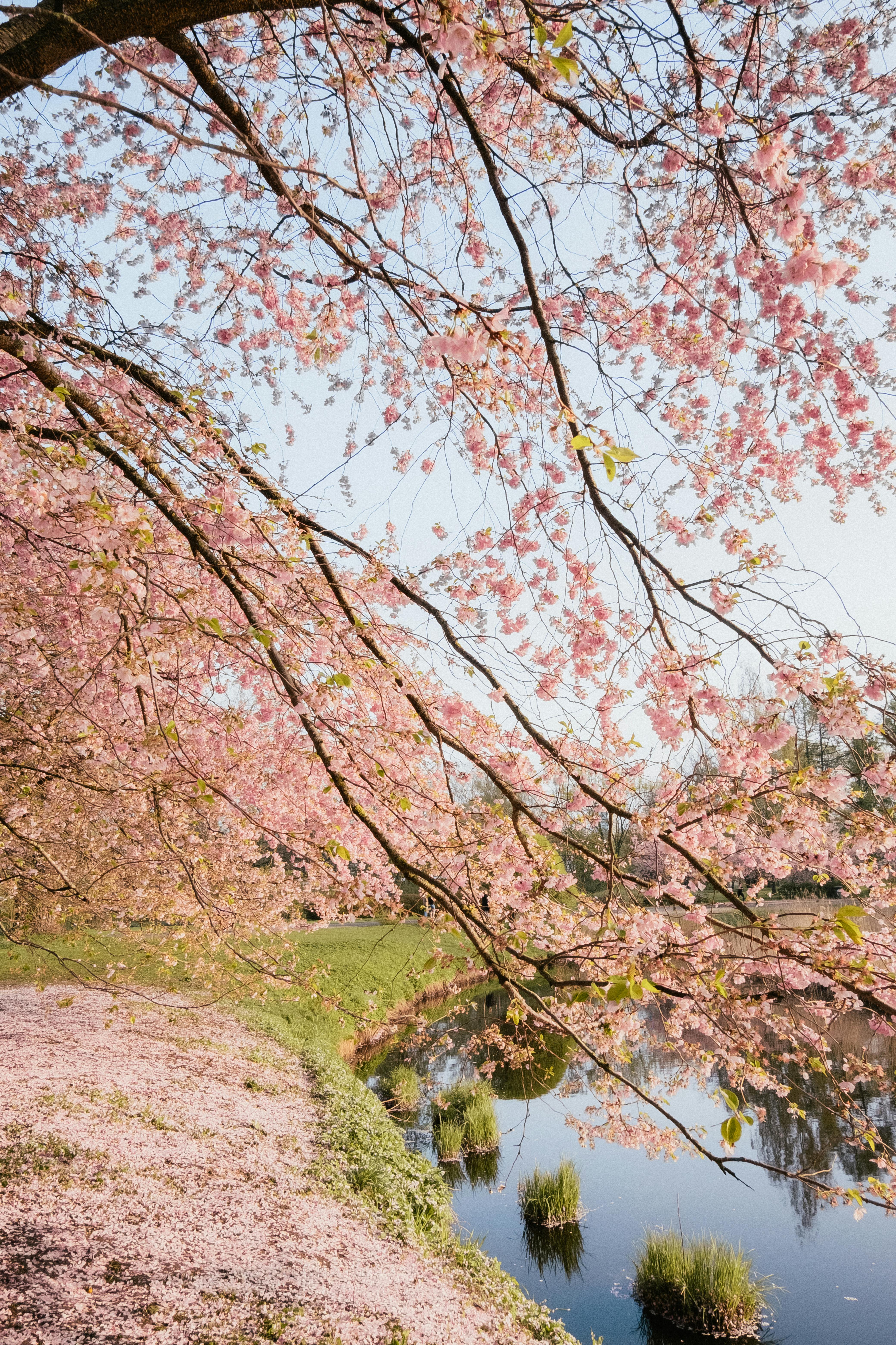 Twig Pond Photos, Download The BEST Free Twig Pond Stock Photos & HD Images