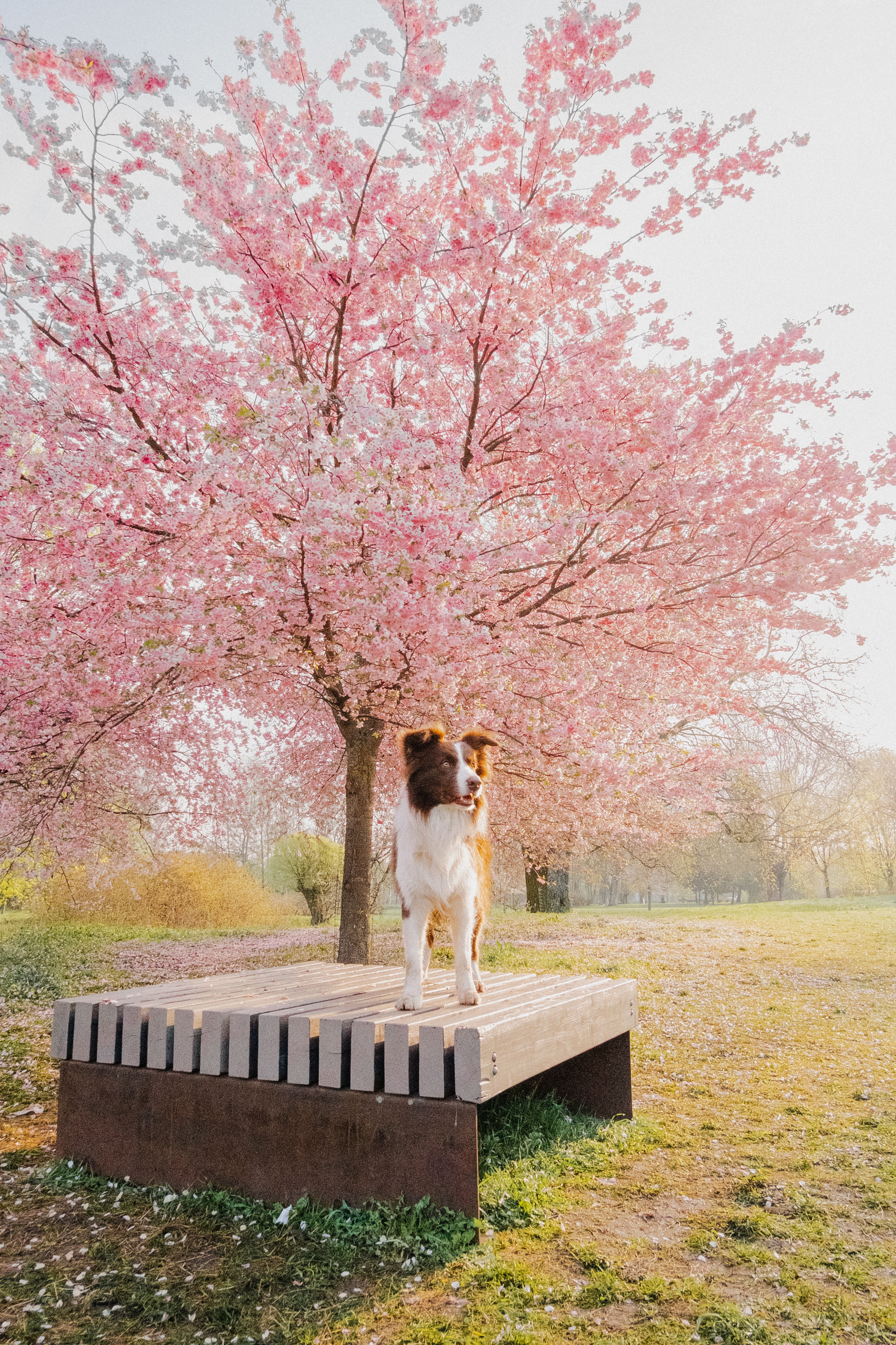 Spring Platform Background Photos, Download The BEST Free Spring ...