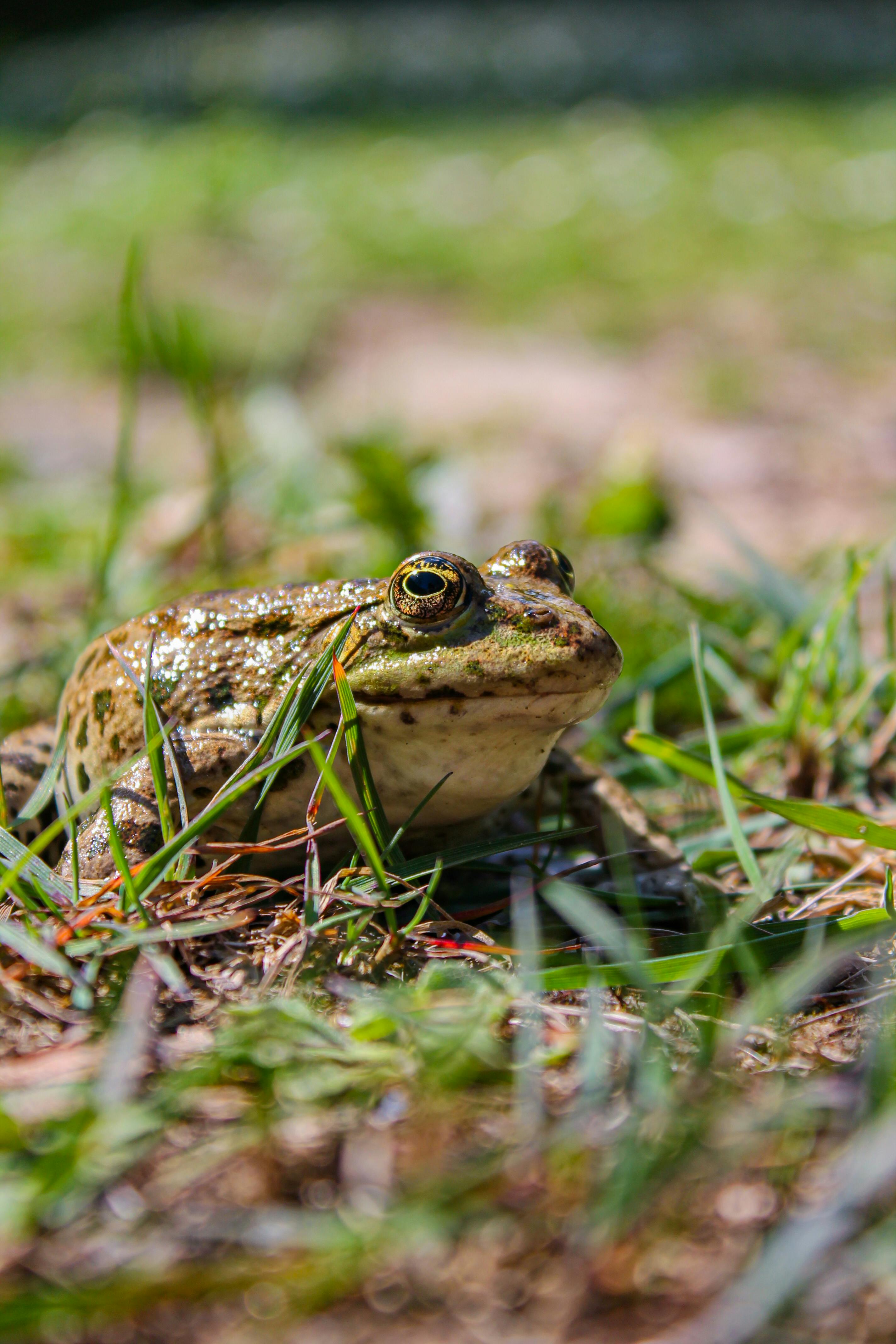 4k Wallpaper 1920x1080 Frog Photos, Download The BEST Free 4k Wallpaper ...