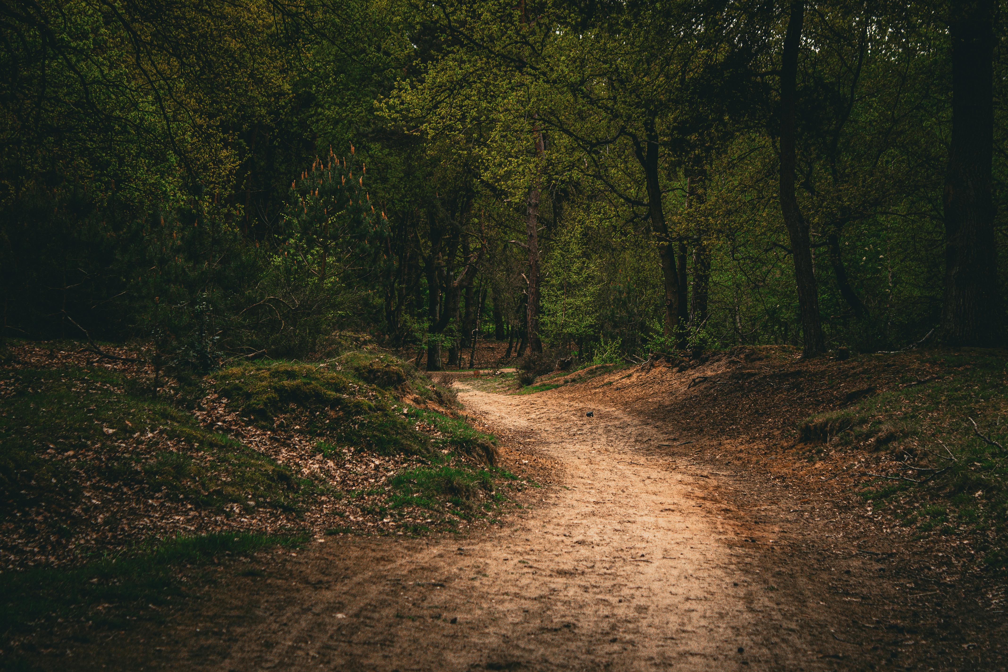 Peaceful forest path in lush greenery · Free Stock Photo