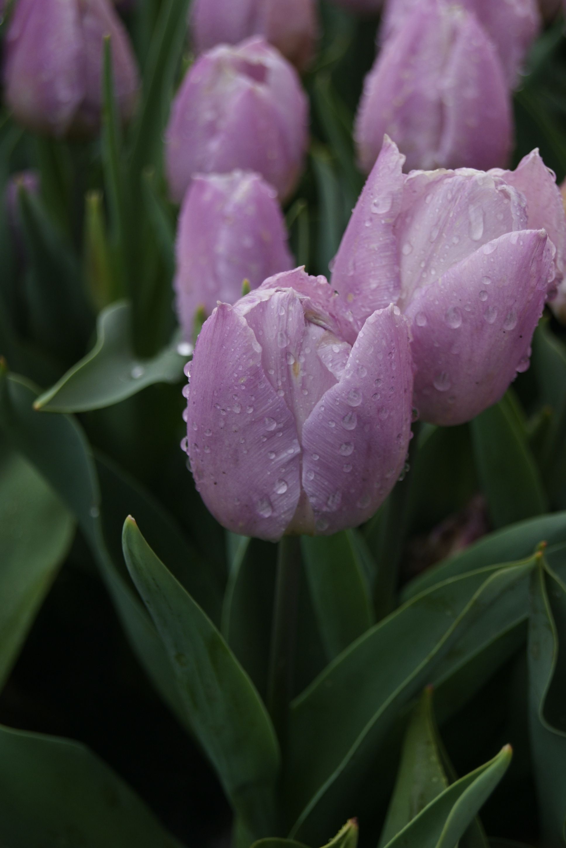 April Flowers Photos, Download The BEST Free April Flowers Stock Photos ...