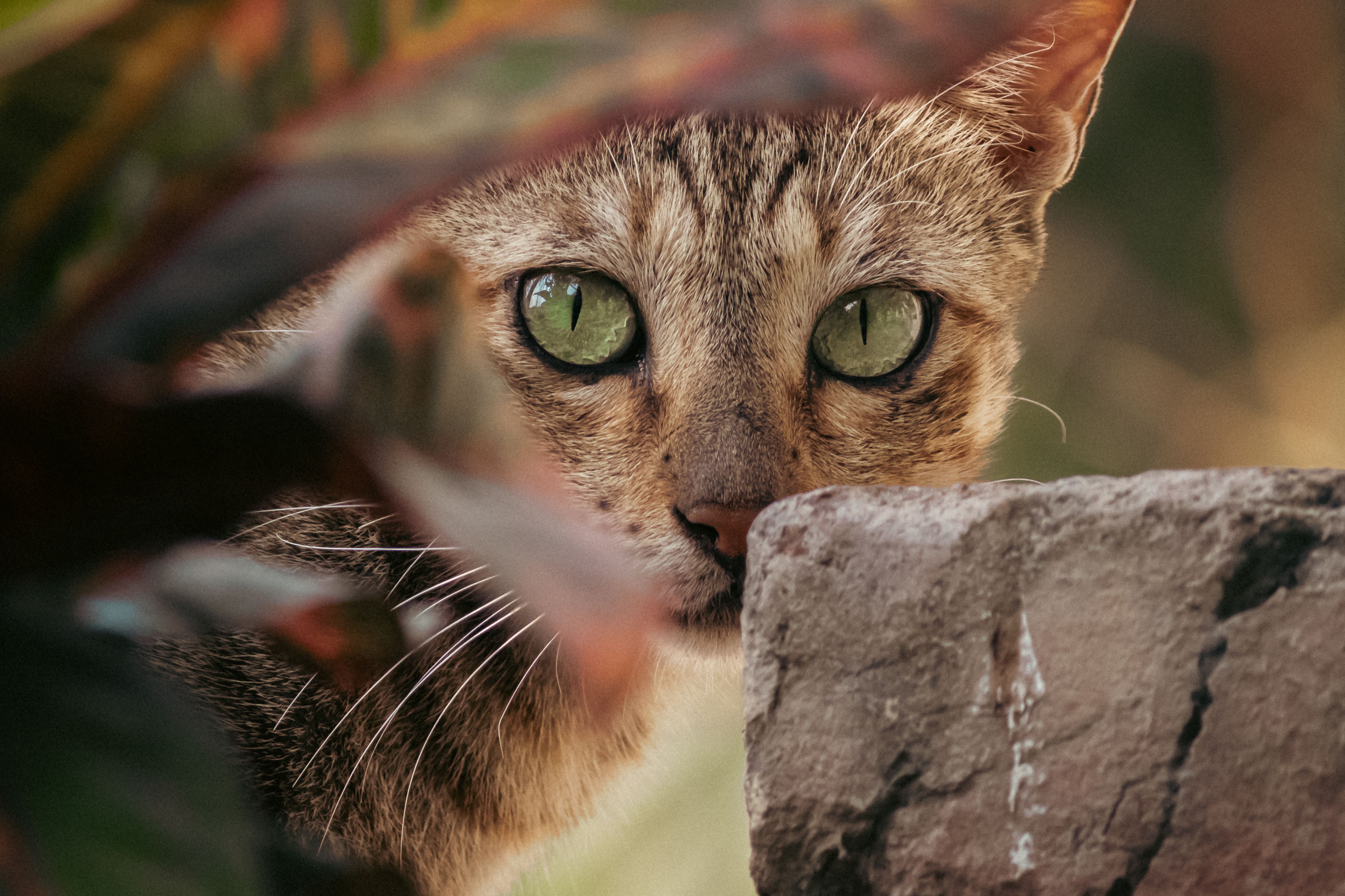 Close-up of Cat with Green Eyes Peeking from Foliage · Free Stock Photo