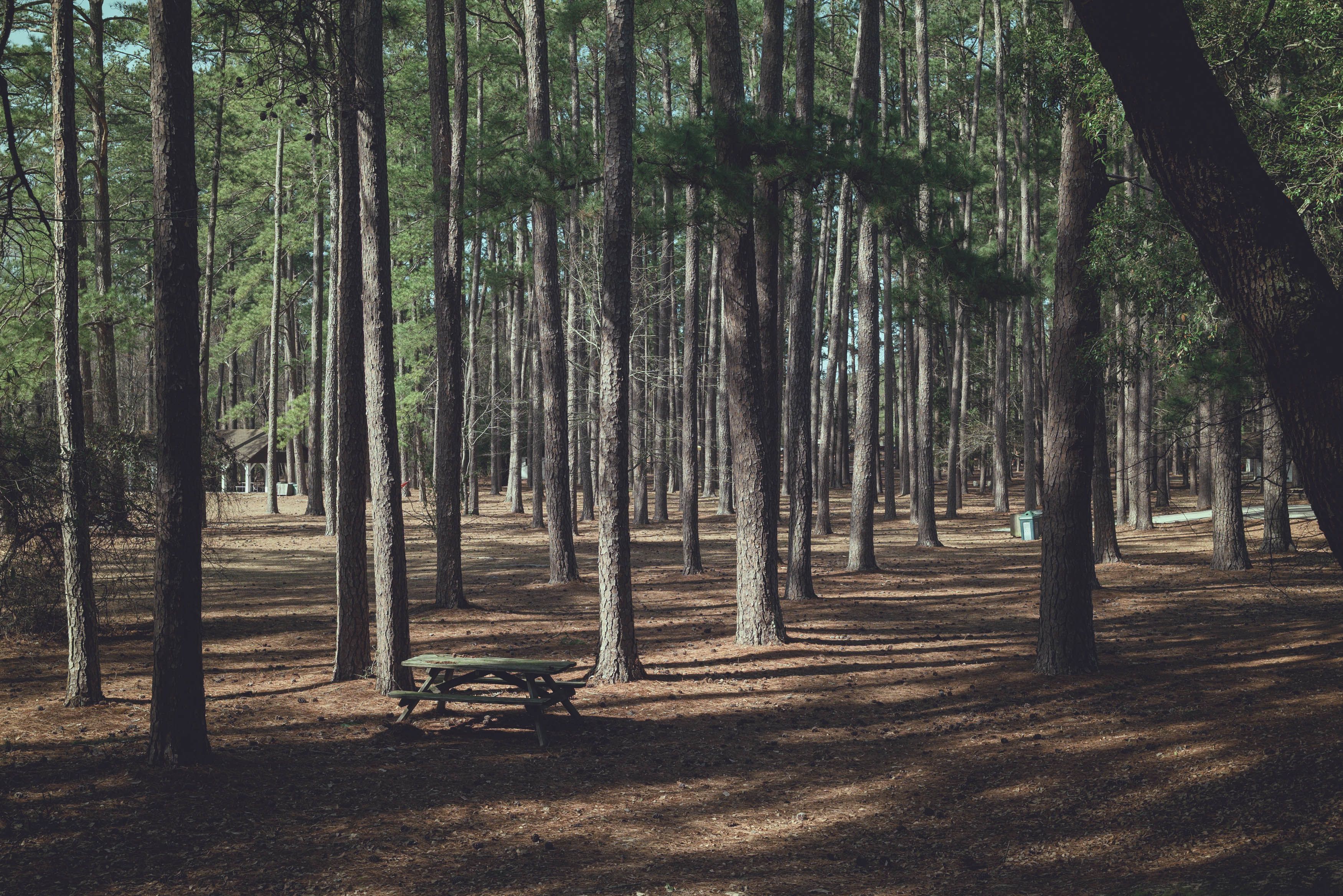 Peaceful Forest Scene in Sesqui State Park · Free Stock Photo