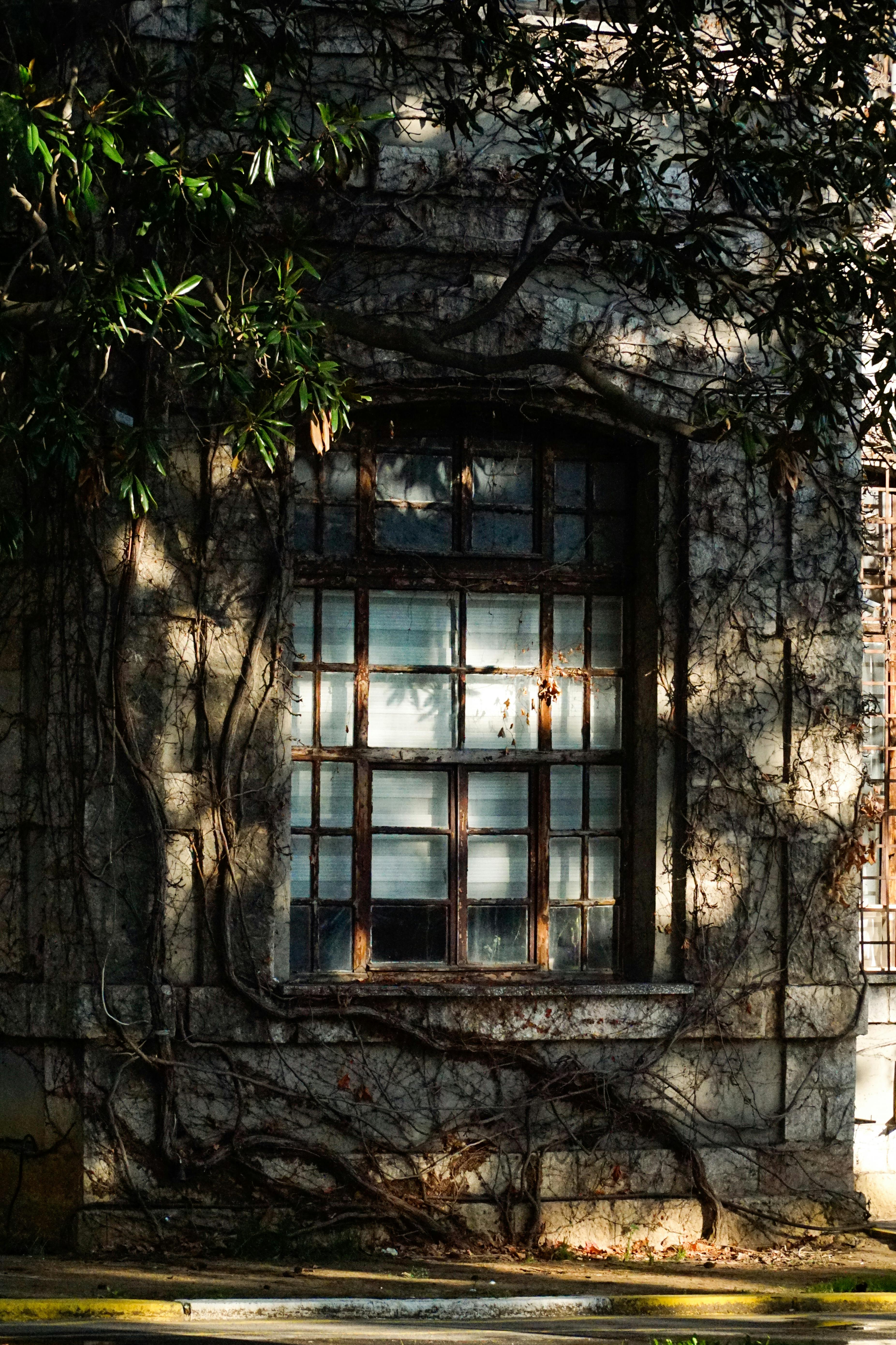 Rustic Window with Vines in Sunlight · Free Stock Photo
