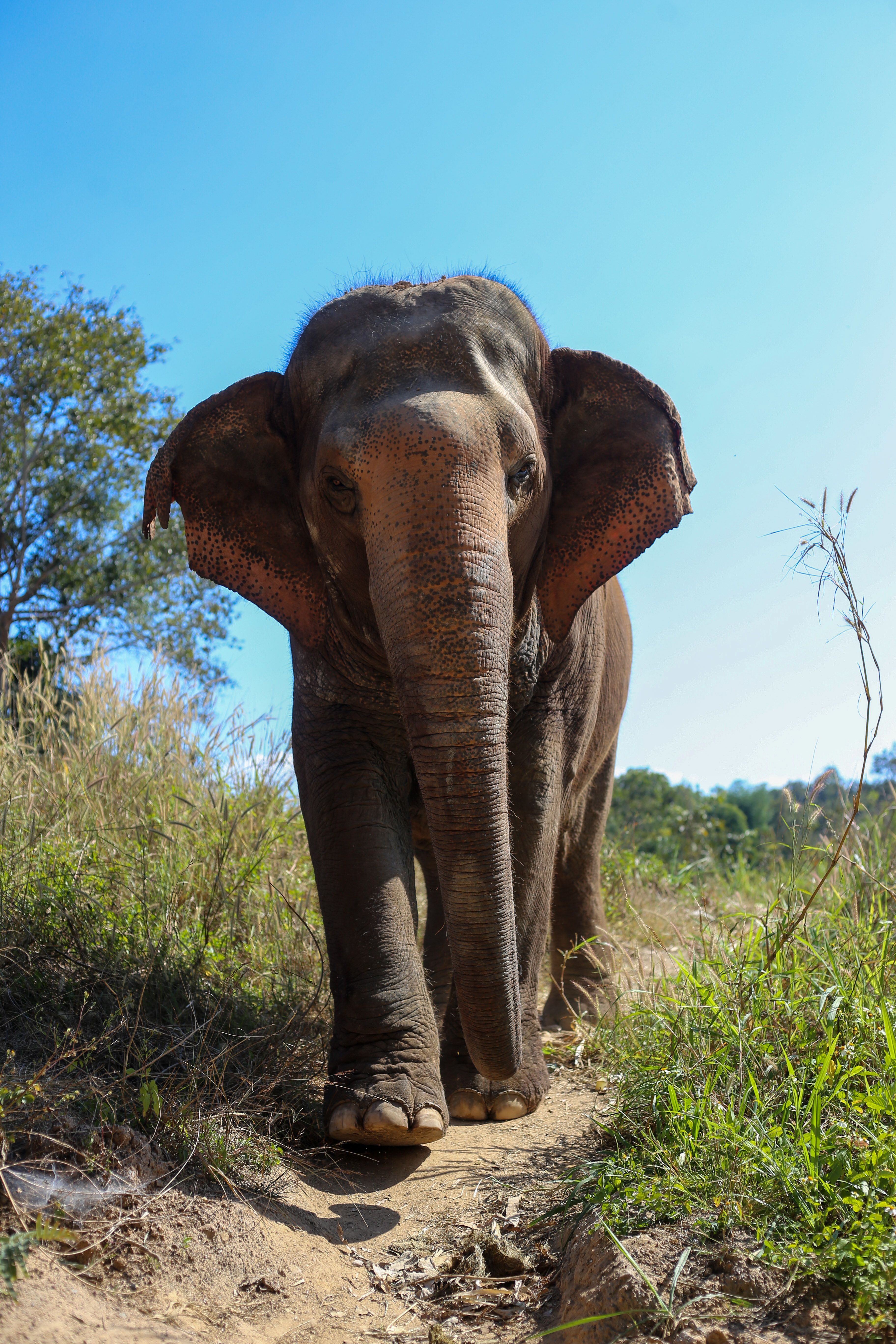 Majestic Asian Elephant in Chiang Mai, Thailand · Free Stock Photo