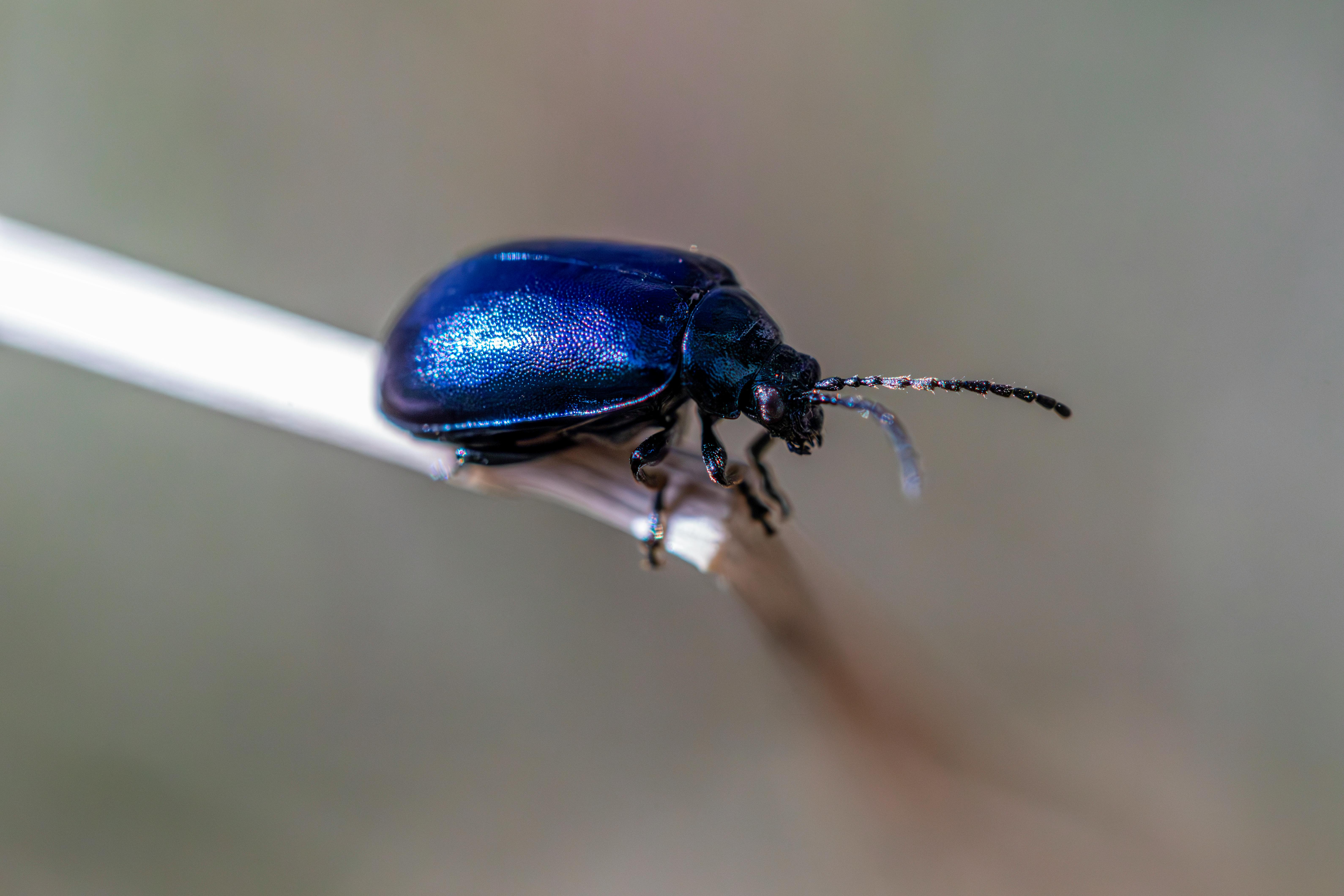 Blue and Black Beetle on Brown Wood · Free Stock Photo