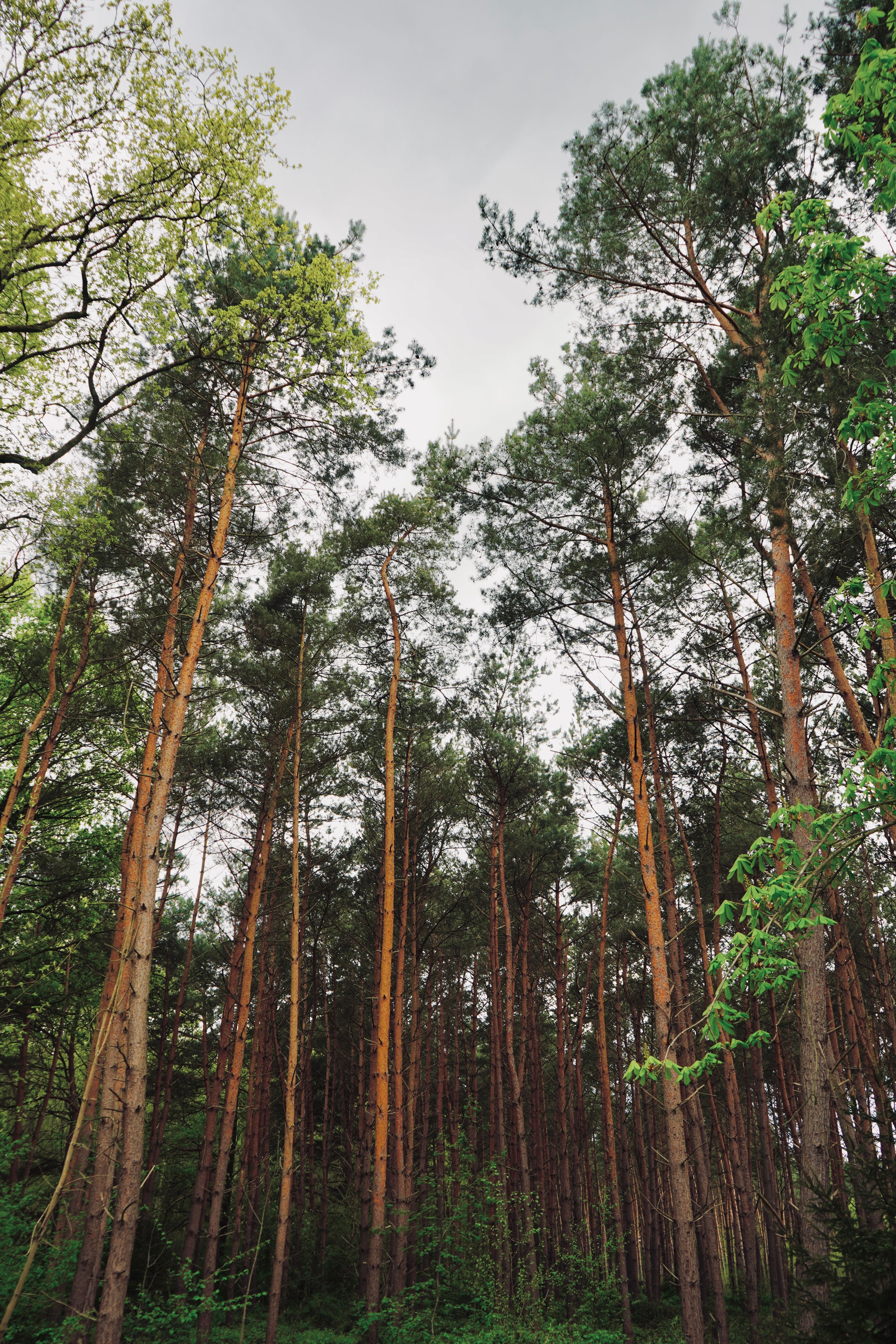 Majestic Pine Forest Canopy in Germany · Free Stock Photo