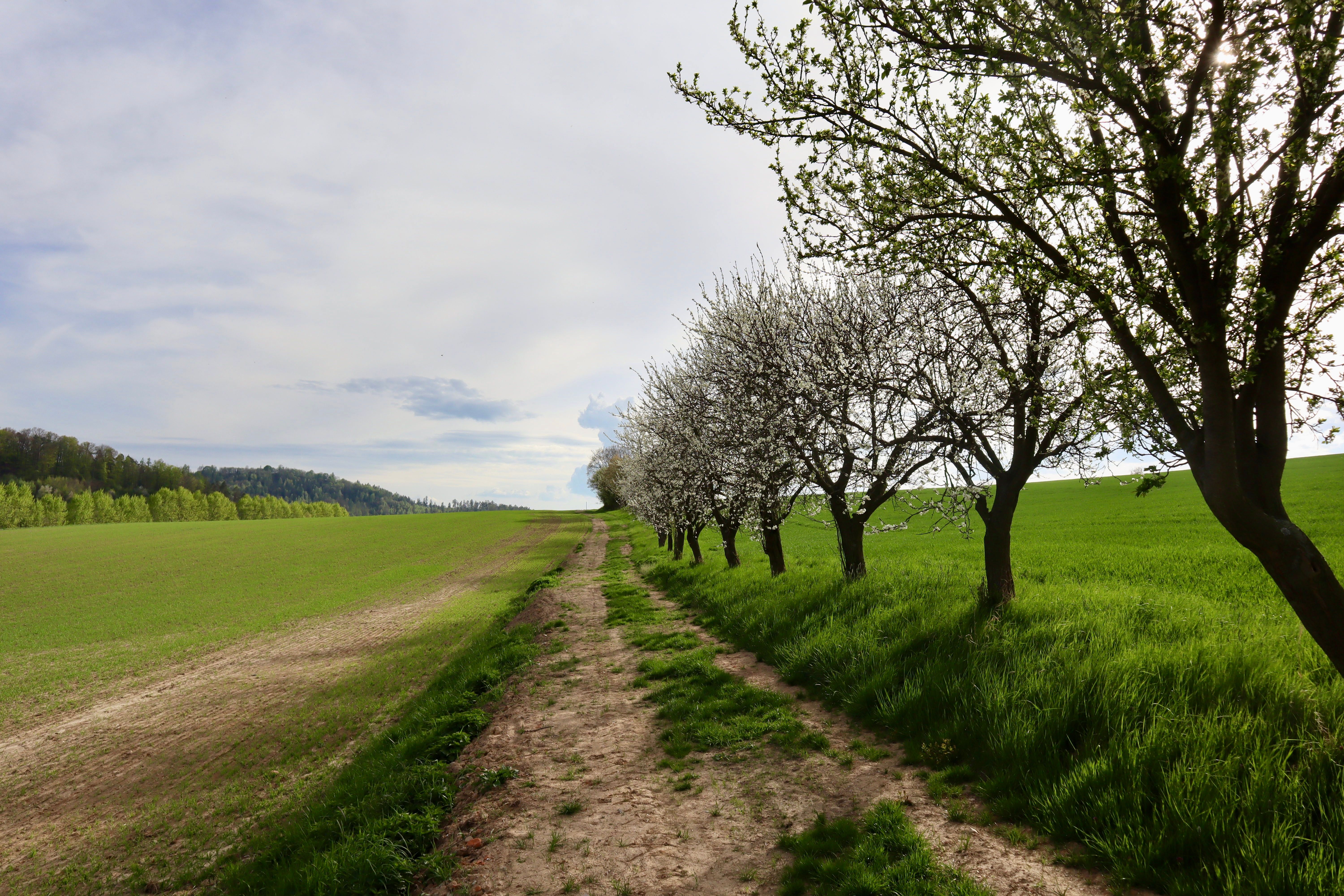 Scenic Spring Pathway with Blooming Trees · Free Stock Photo